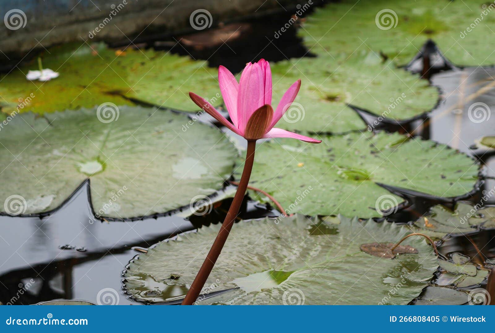 Beautiful View of a Lotus in the Garden Stock Image - Image of flora ...