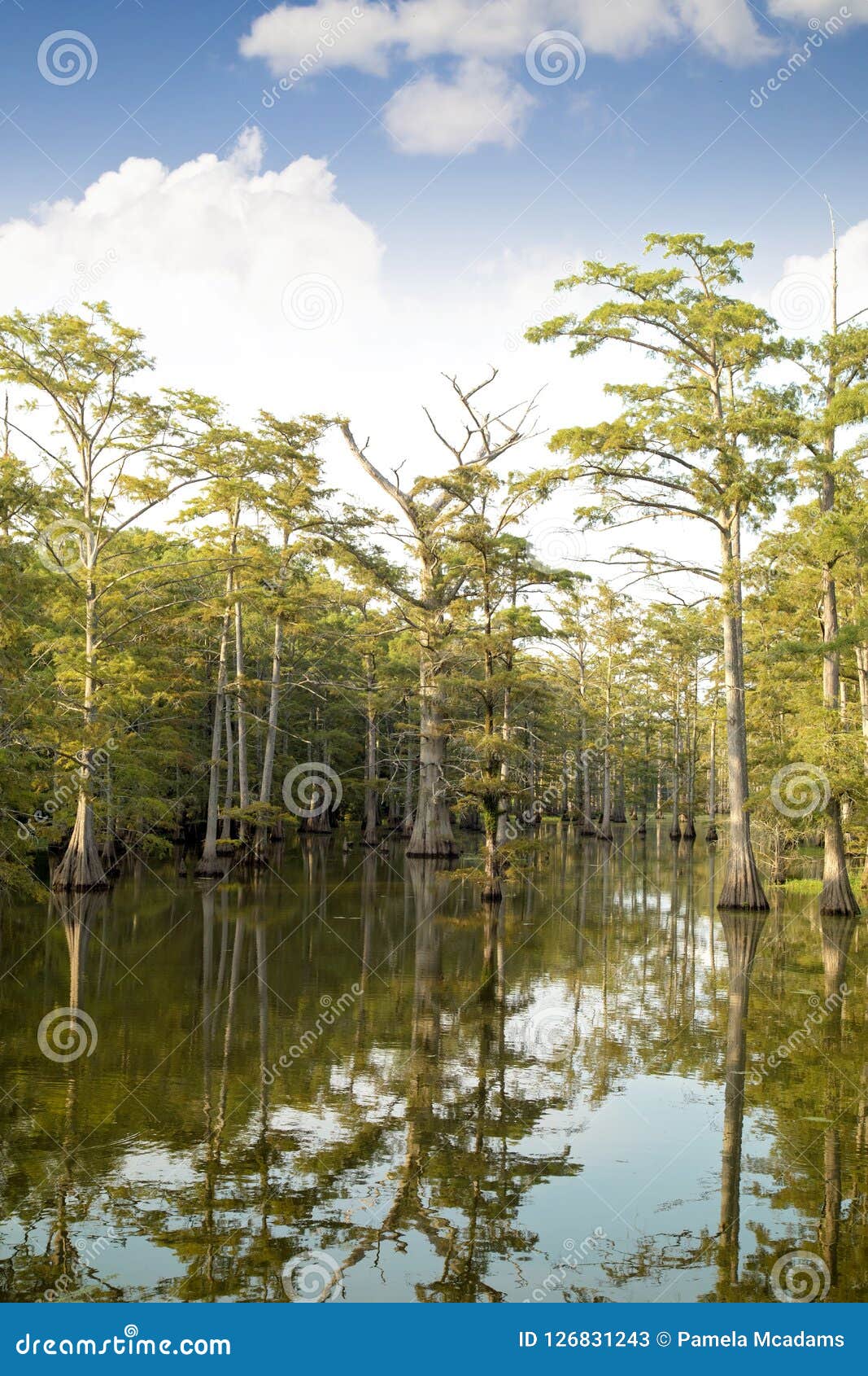 Beautiful View of a Louisiana Bayou Stock Image - Image of louisiana ...