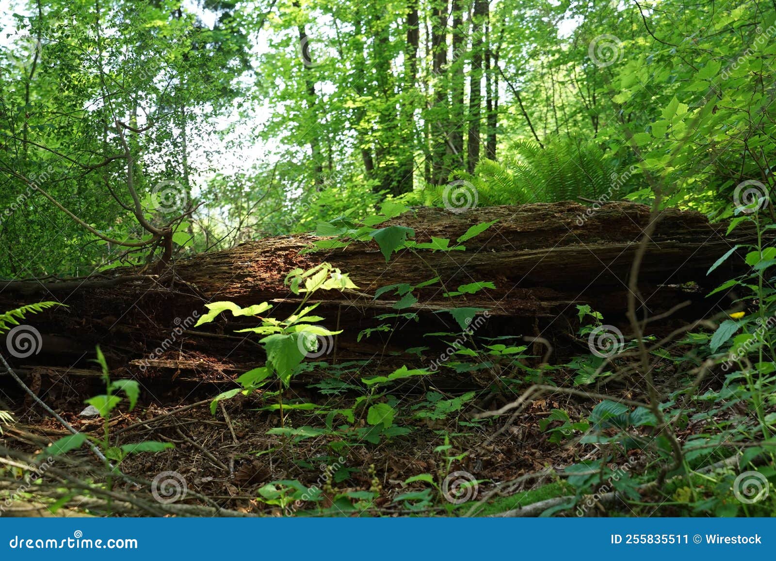 Beautiful View of a Lush Forest with an Old Fallen Tree in Daylight ...
