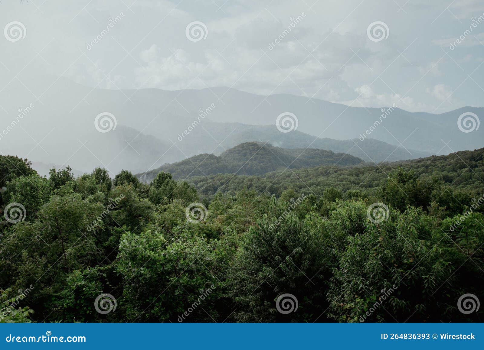 Beautiful View of Lush Green Vegetation with Hills in the Background ...