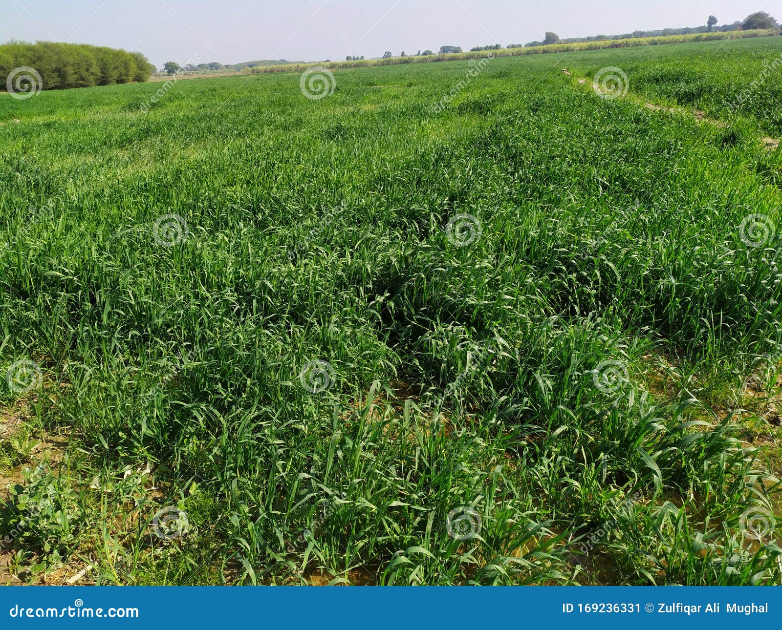 A Beautiful View of Lush Green Wheat Crop Field Stock Image - Image of ...