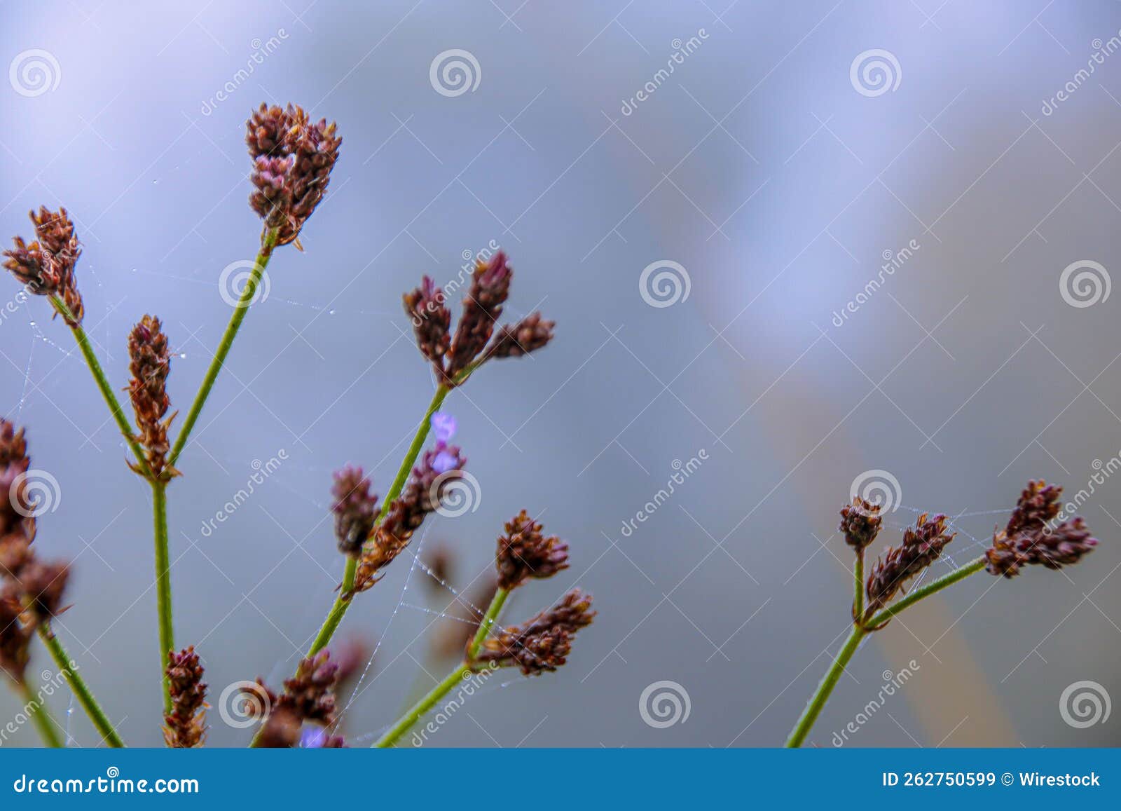 Beautiful View of a Luzula Multiflora Specimen Plant on a Blurry Gray ...