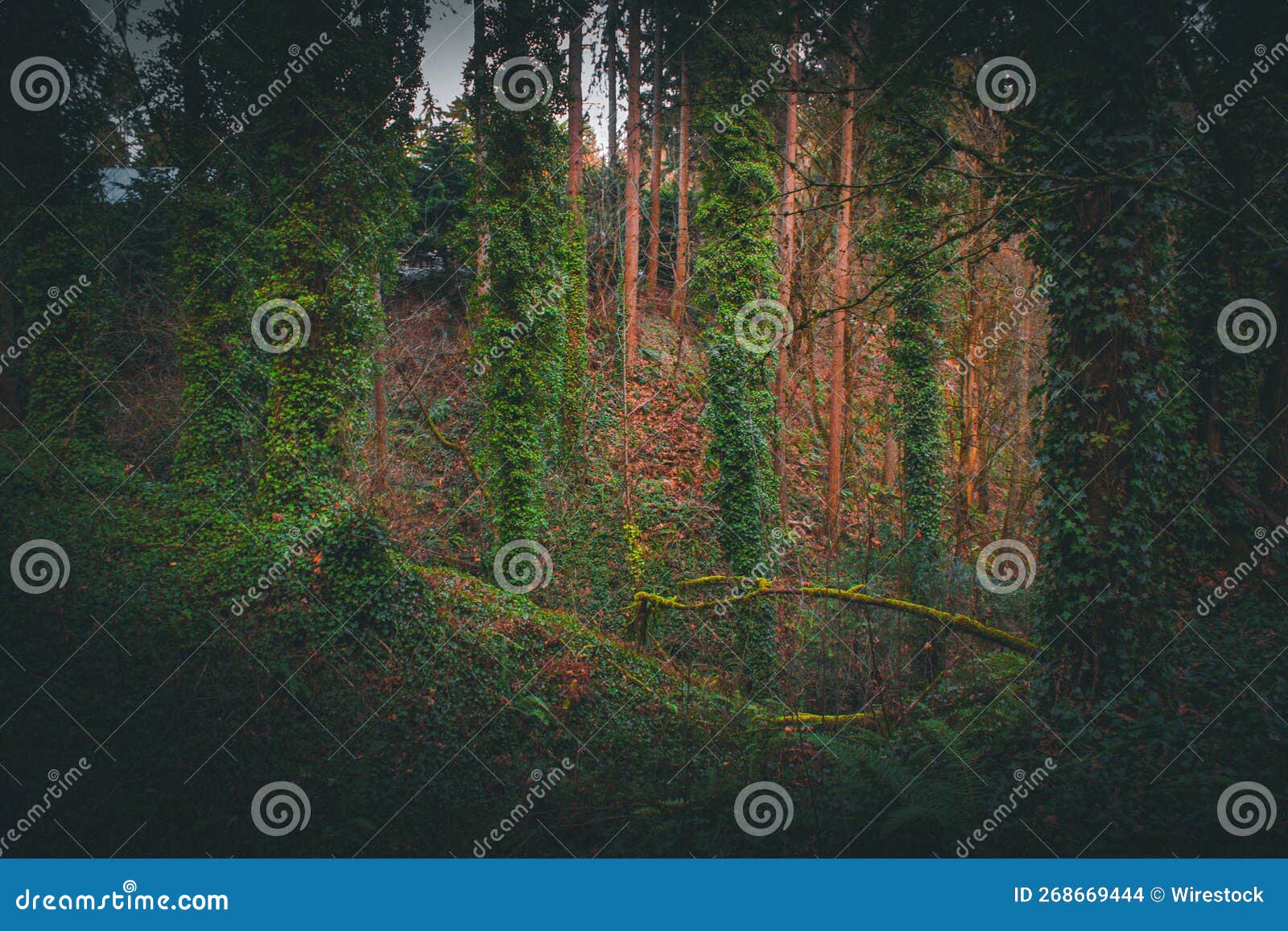 Beautiful View of a Magnificent Forest with Special Types of Trees ...