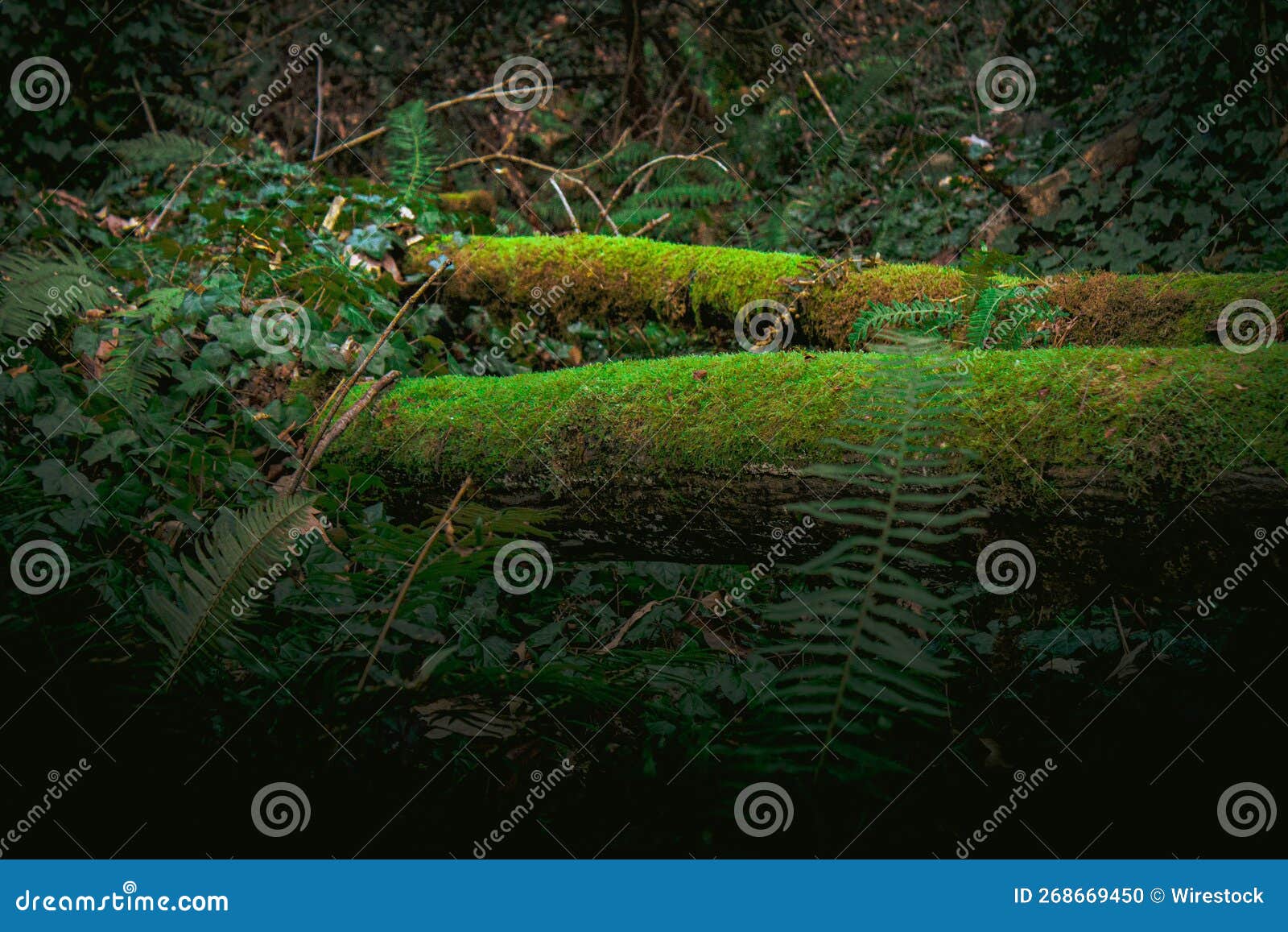 Beautiful View of a Magnificent Forest with Special Types of Trees ...