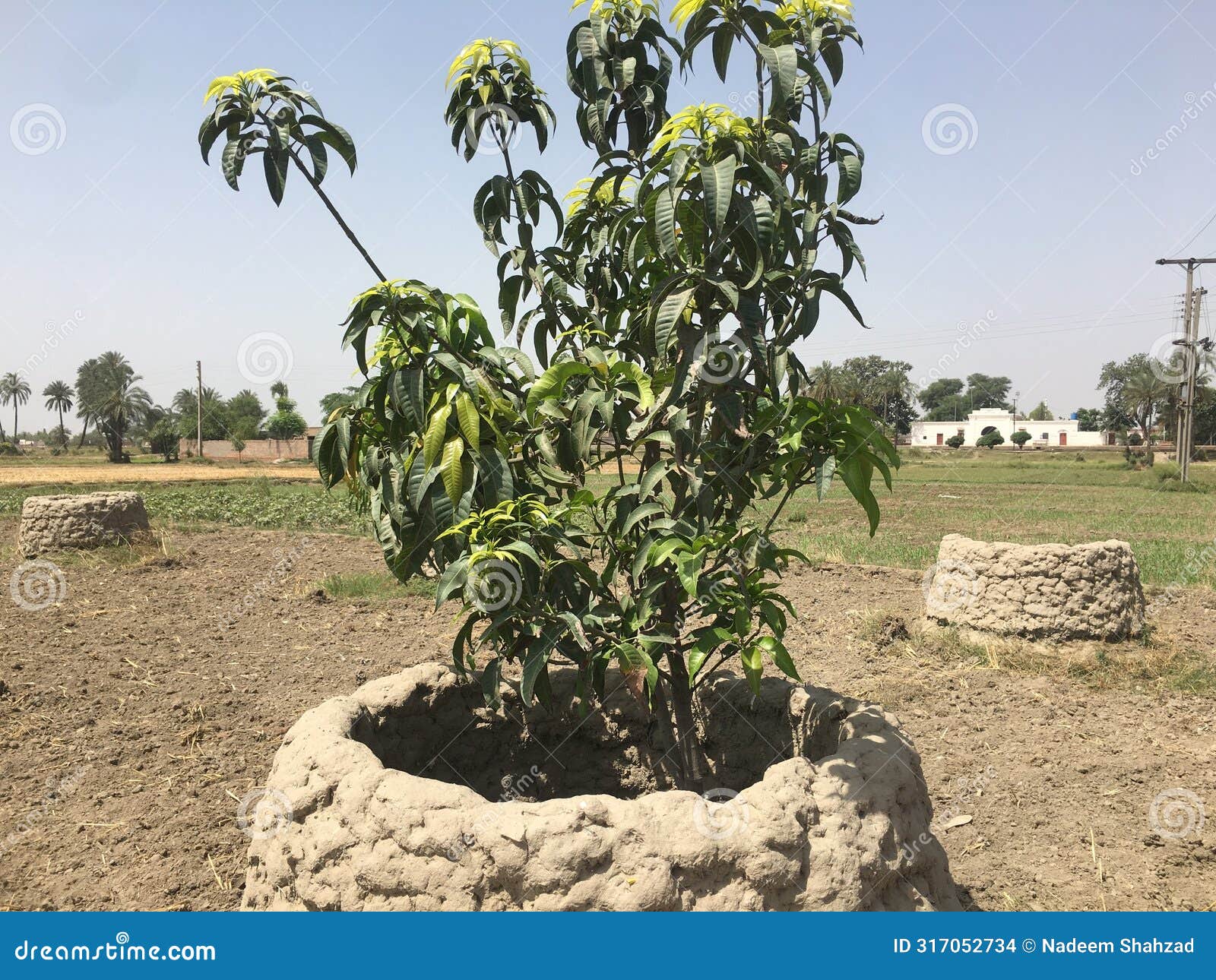 Beautiful View with Mango Tree in Punjab Pakistan Stock Photo - Image ...