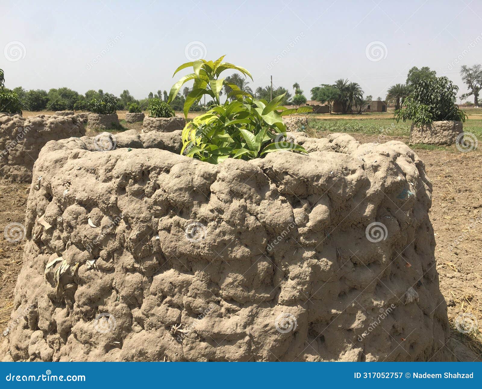 Beautiful View with Mango Tree in Punjab Pakistan Stock Image - Image ...