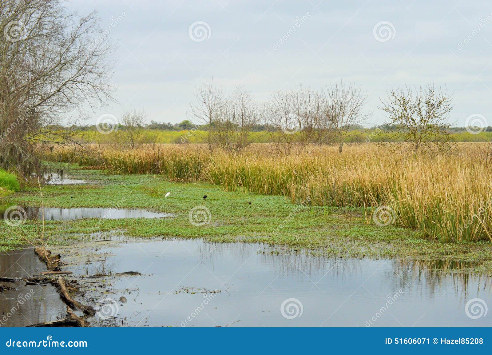 Beautiful view of marsh stock image. Image of nature - 51606071