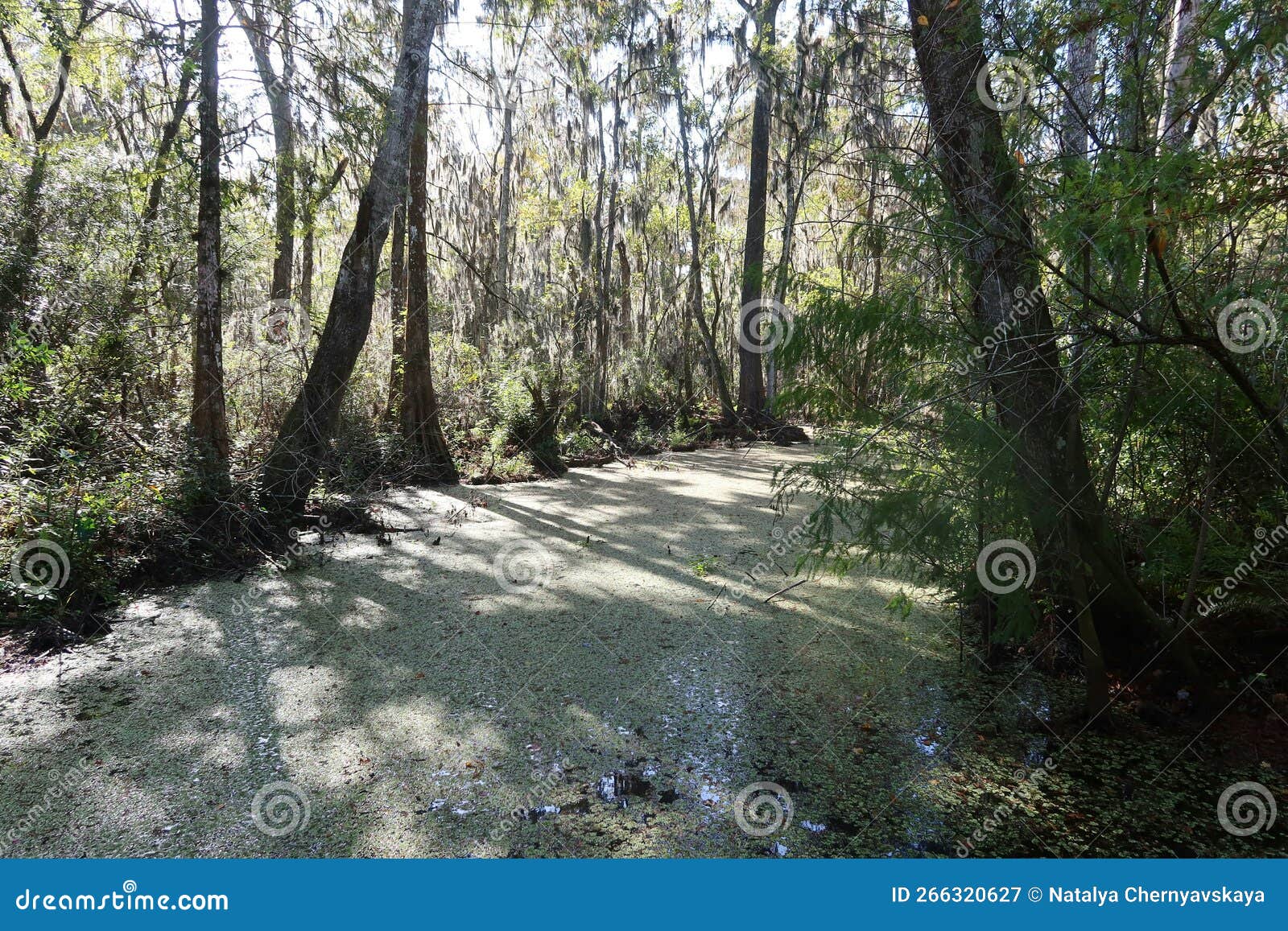 Beautiful View of Marshes of North Florida Stock Image - Image of ...