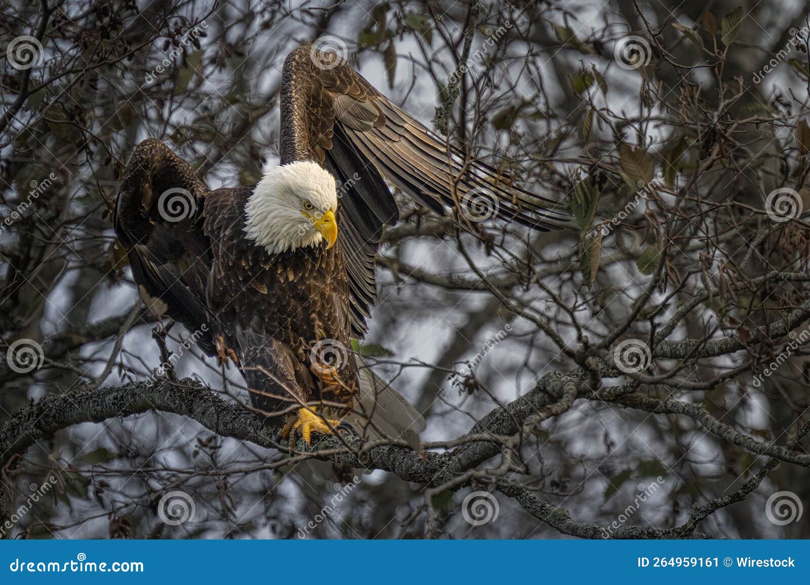 Beautiful View of a Mature Bald Eagle Perched on the Tree Branch Stock Image - Image of wildlife ...