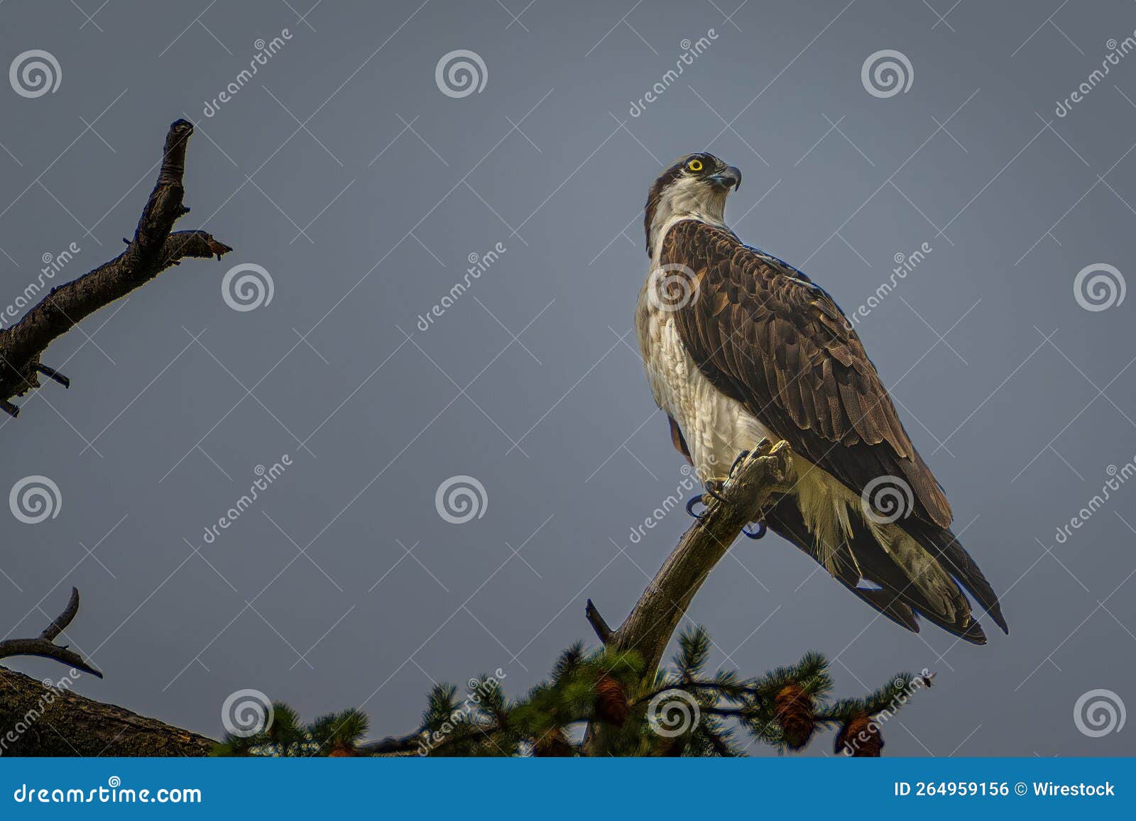 Beautiful View of a Mature Osprey Perched on the Tree Branch Stock ...