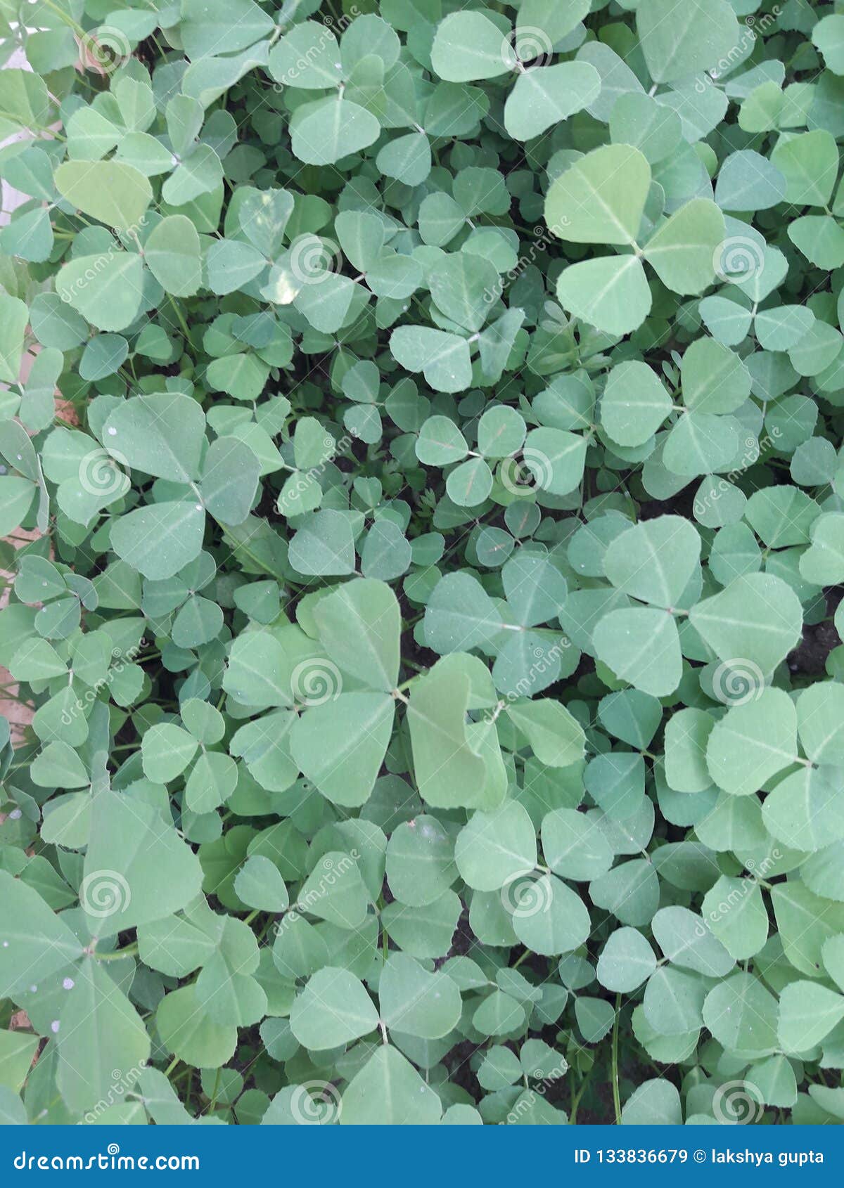 This is the Beautiful View of Small Plant of Methi . Stock Image ...