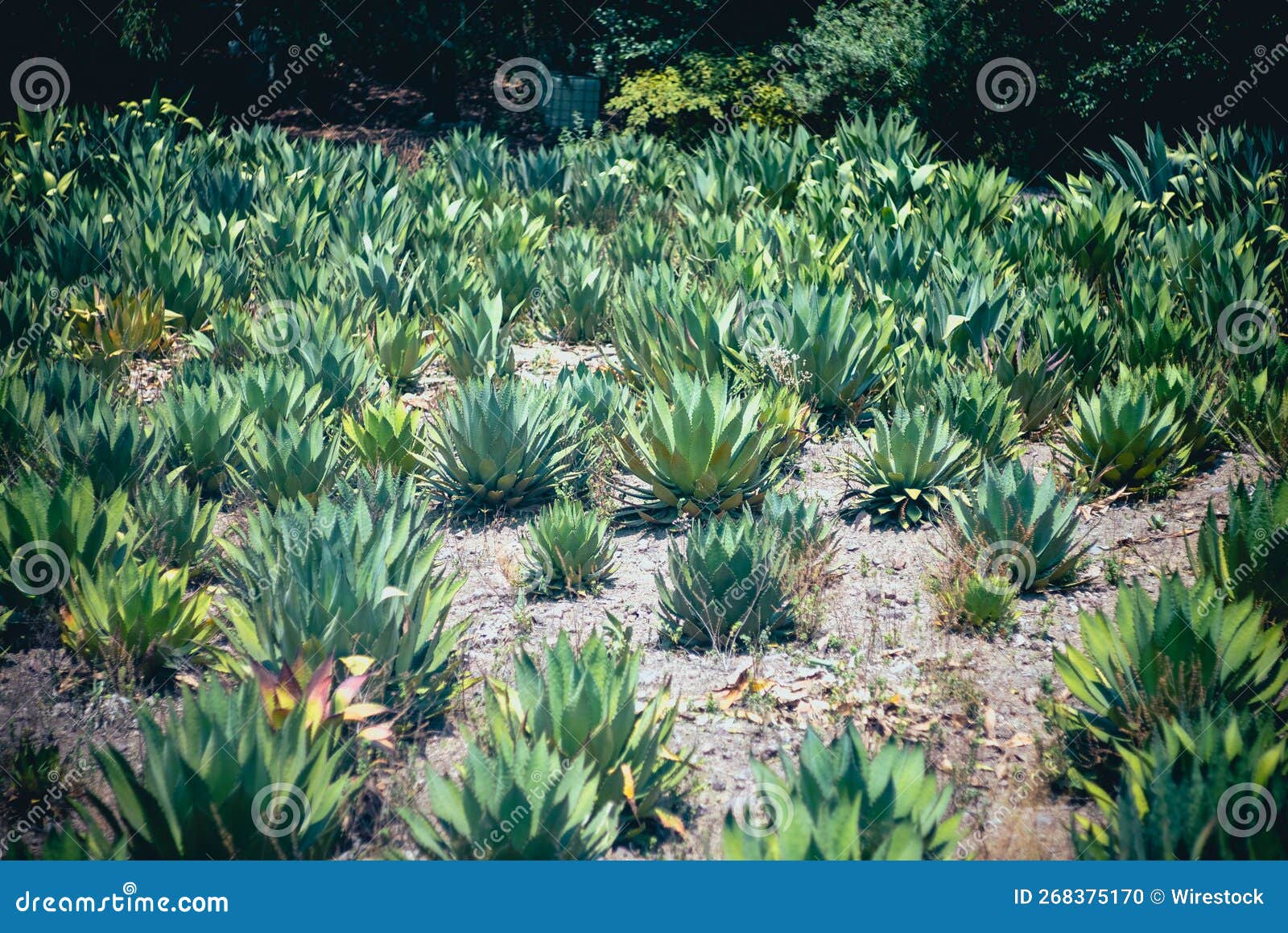 Beautiful View of Mexican Agave Plants in a Field. Stock Photo - Image ...