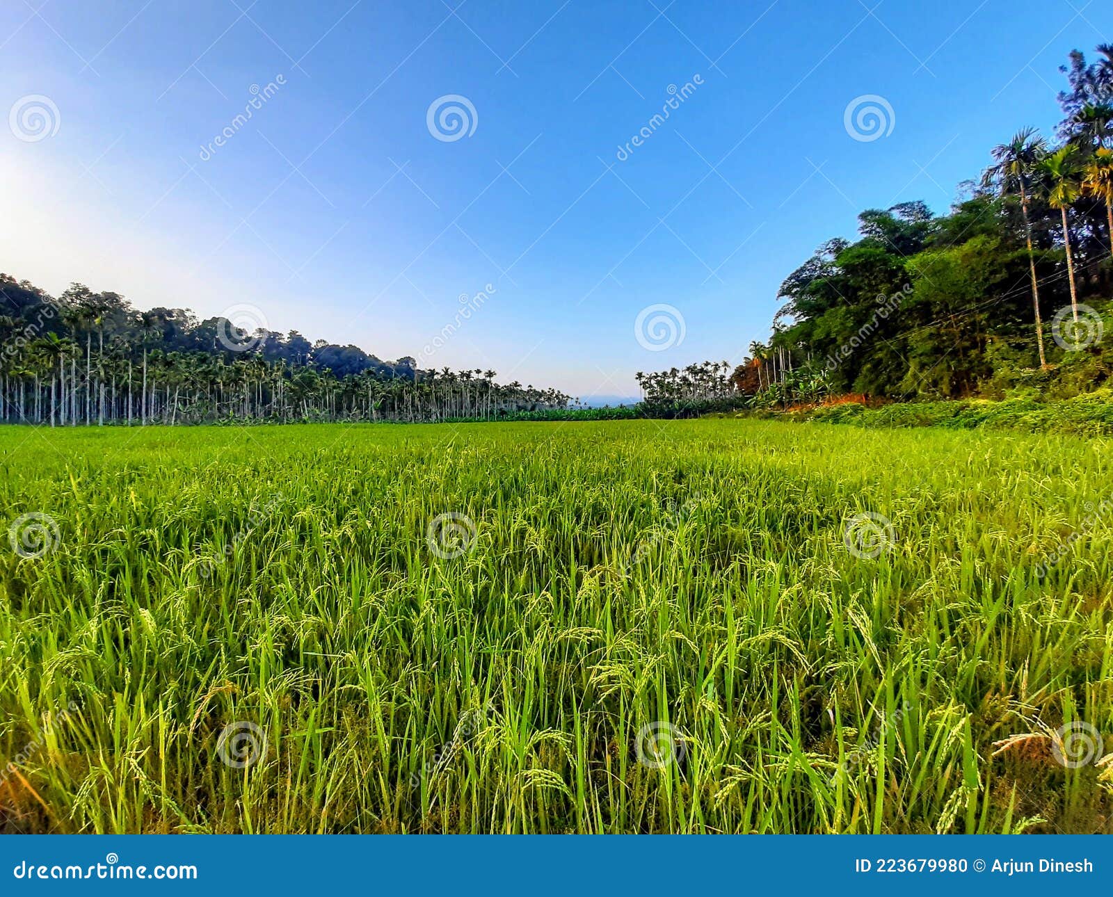 View from the Middle of a Paddy Field Stock Photo - Image of nature ...