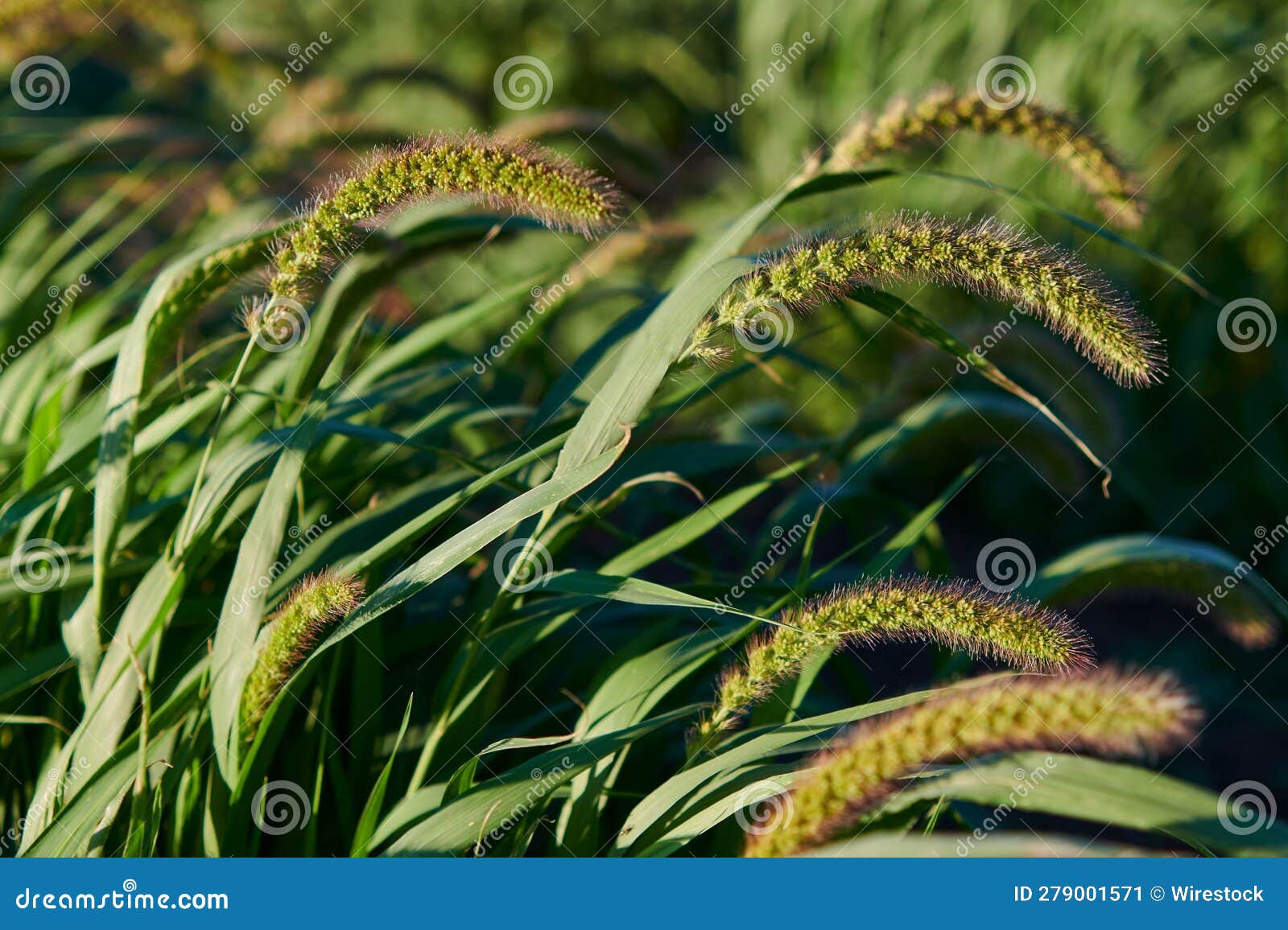 Beautiful View of Millet Plants in a Field Stock Image - Image of dawn ...