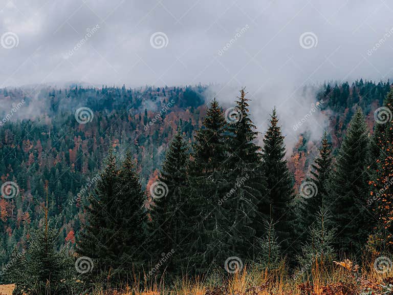 Beautiful View of a Misty Spruce Forest Stock Photo - Image of pine, backdrop: 201944788
