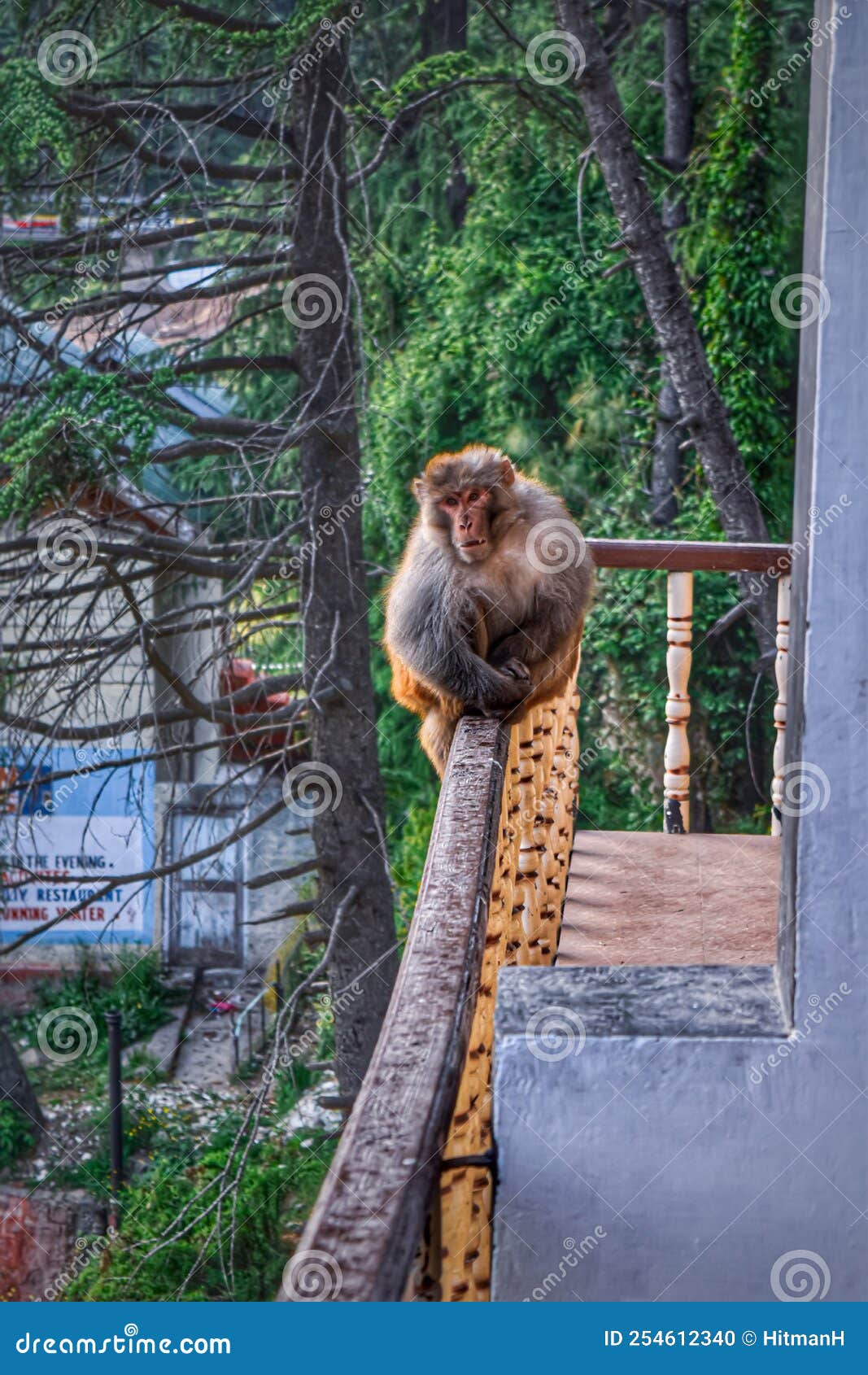 Beautiful View of the Monkey Stock Photo - Image of cute, monkey: 254612340
