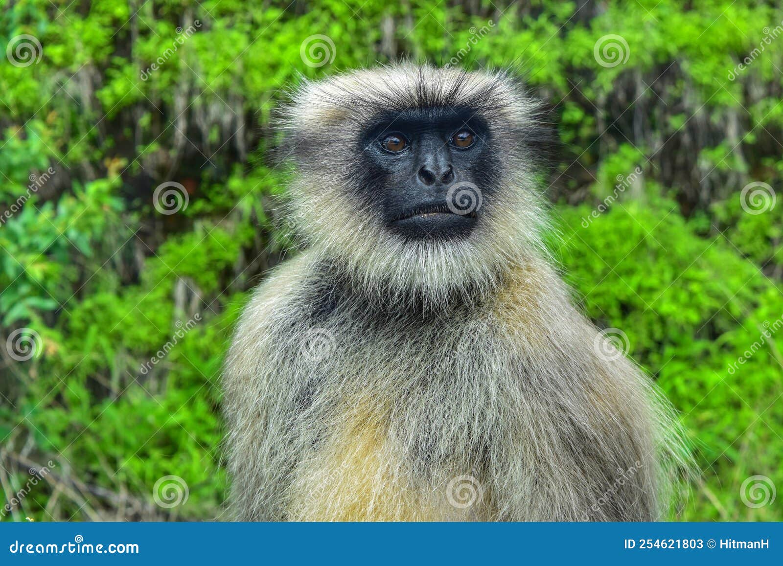 Beautiful View of the Monkey Stock Image - Image of fruit ...