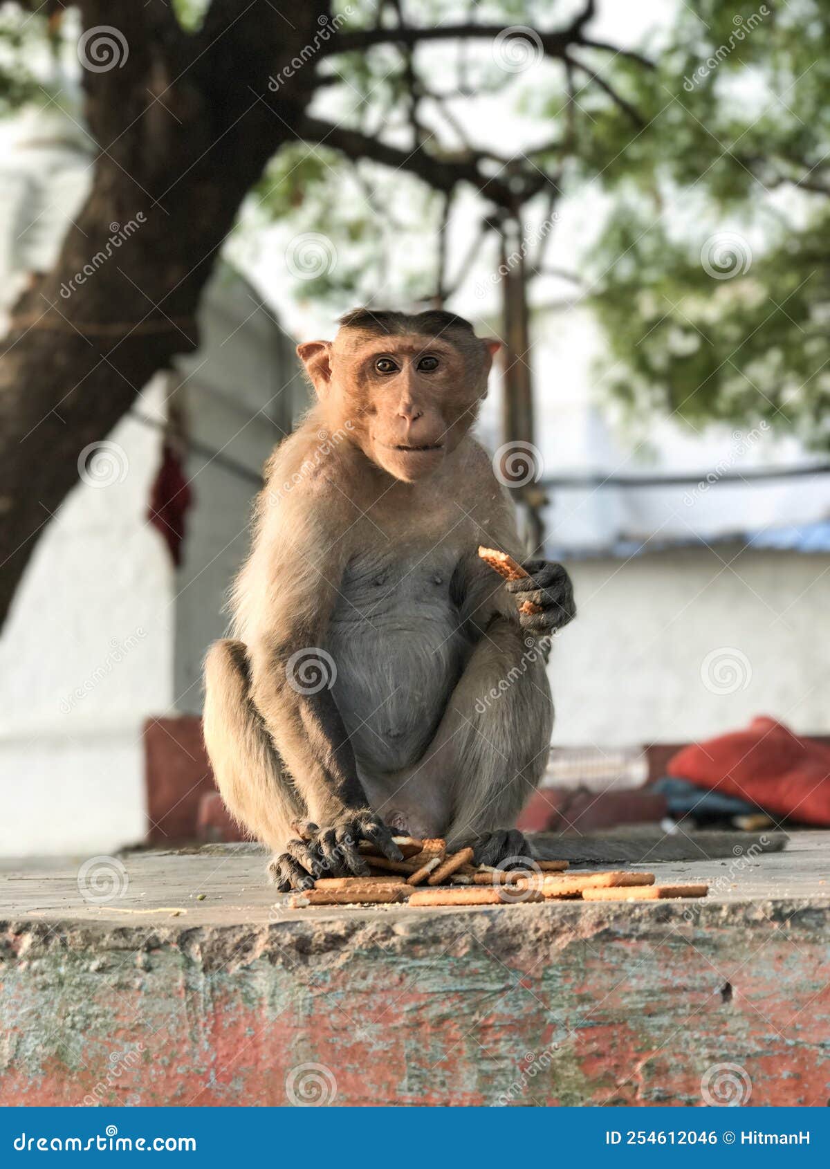 Cute Monkey stock photo. Image of monkeyeating, hairy - 254612046