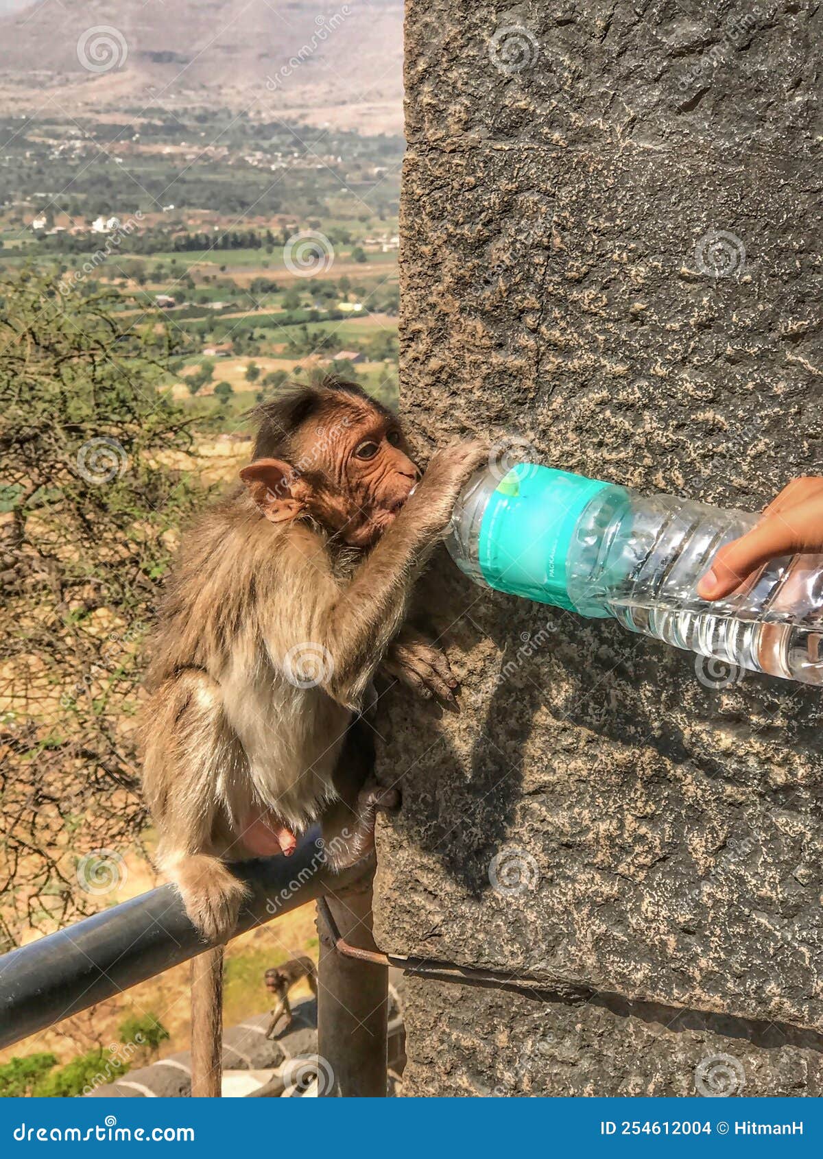 Monkey drinking water stock photo. Image of jammu, monkeydrinking ...