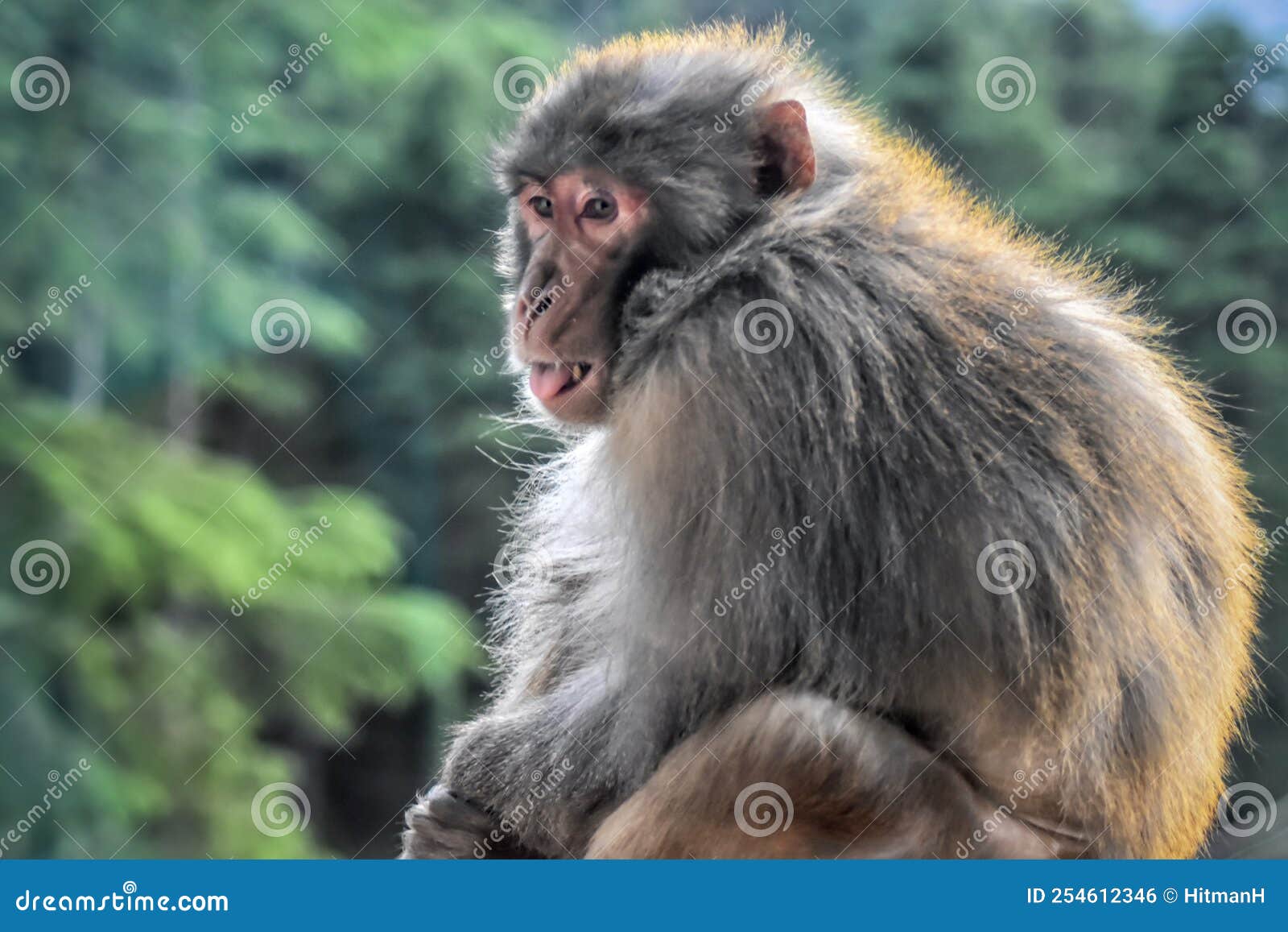 Cute Monkey stock photo. Image of jungle, forest, landscape - 254612346
