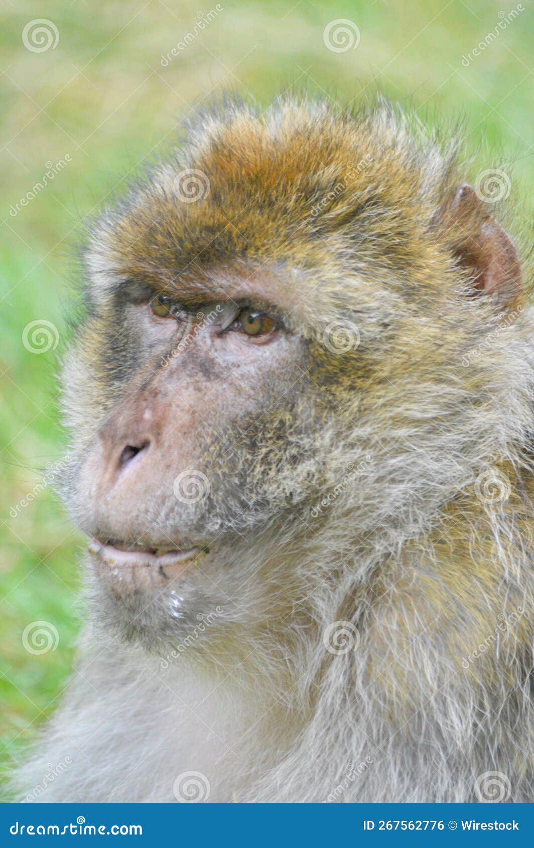 Beautiful View of a Monkey at the Zoo Stock Photo - Image of beautiful ...