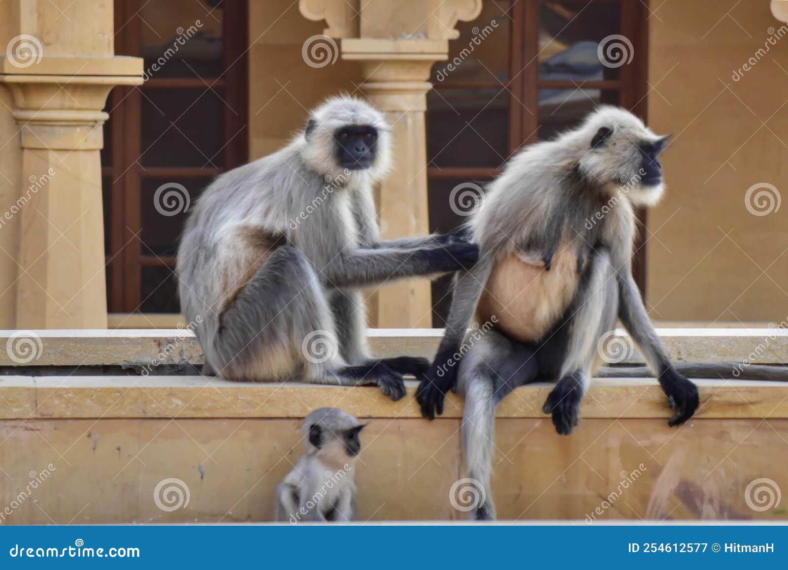 Beautiful View of the Monkeys Stock Image - Image of brown, eating ...