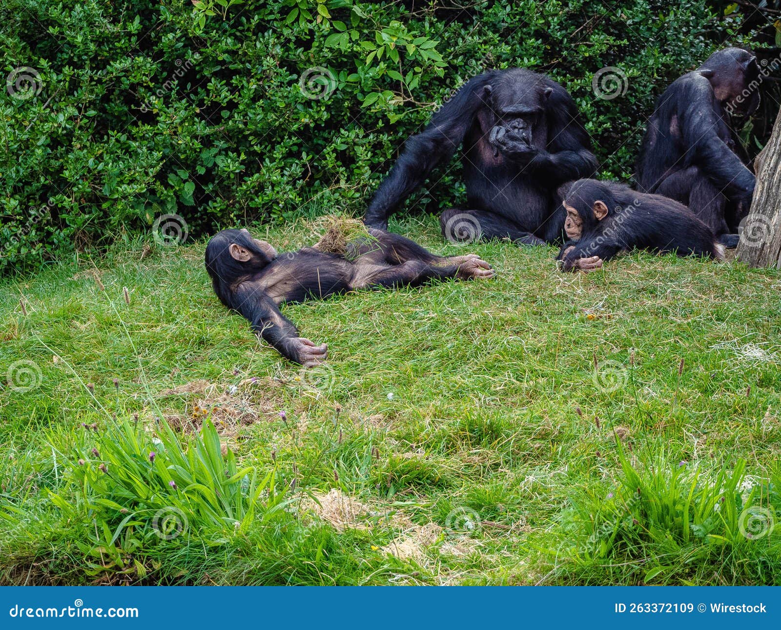 Beautiful View of Monkeys Playing in the Park Stock Image - Image of ...