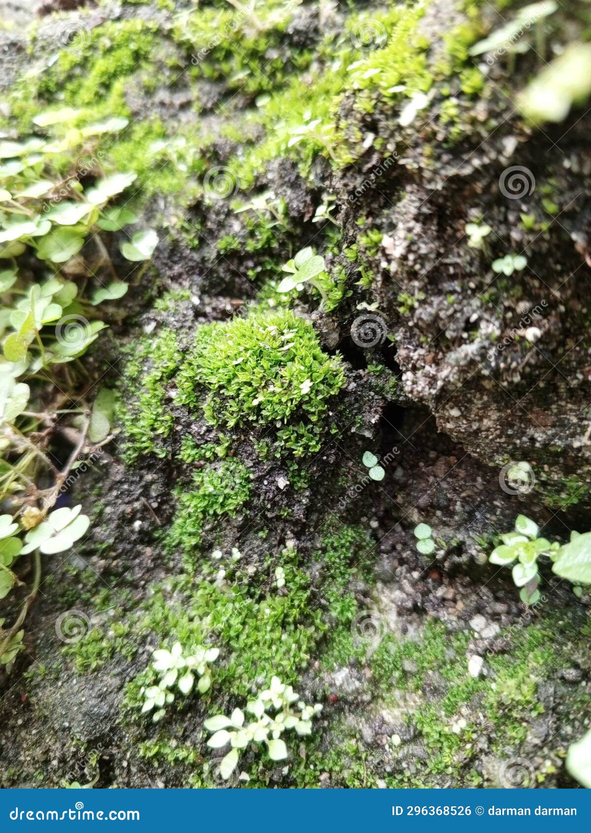 Beautiful View of Moss and Grass on the Rocks Stock Photo - Image of ...