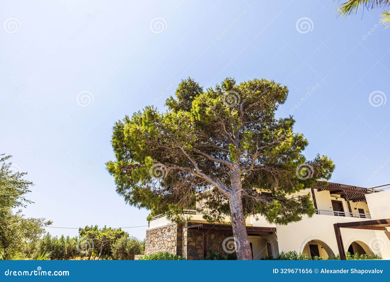 Beautiful View of Mountain Pine Tree Growing on Hotel Grounds in Front ...