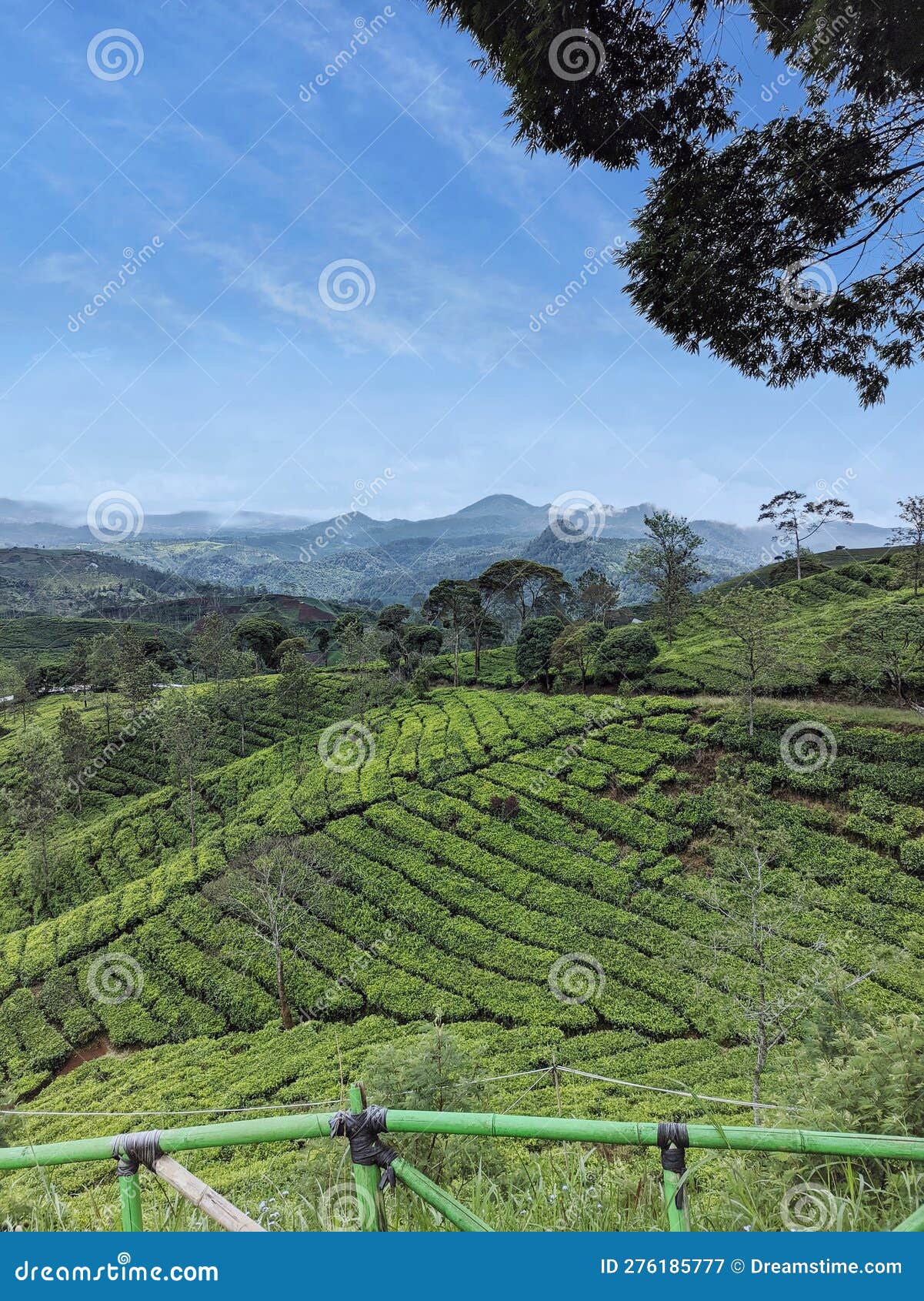 Beautiful View of Mountains and Sky on Tea Plantation Stock Image ...