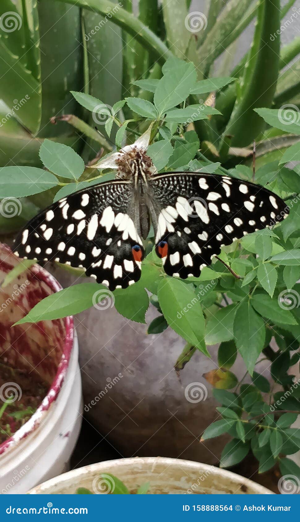 Multi colour butterfly stock photo. Image of colour - 158888564