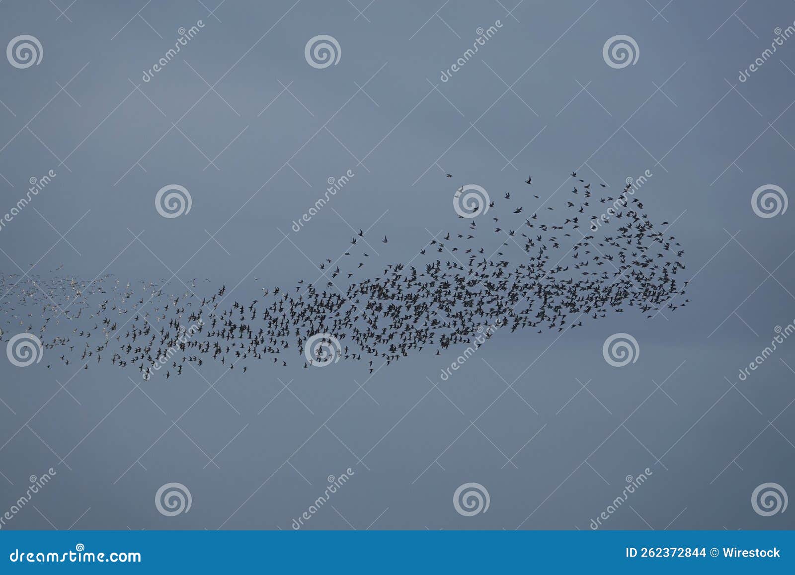 Beautiful View of a Murmurate Union of Knot Wading Birds in the Gray ...