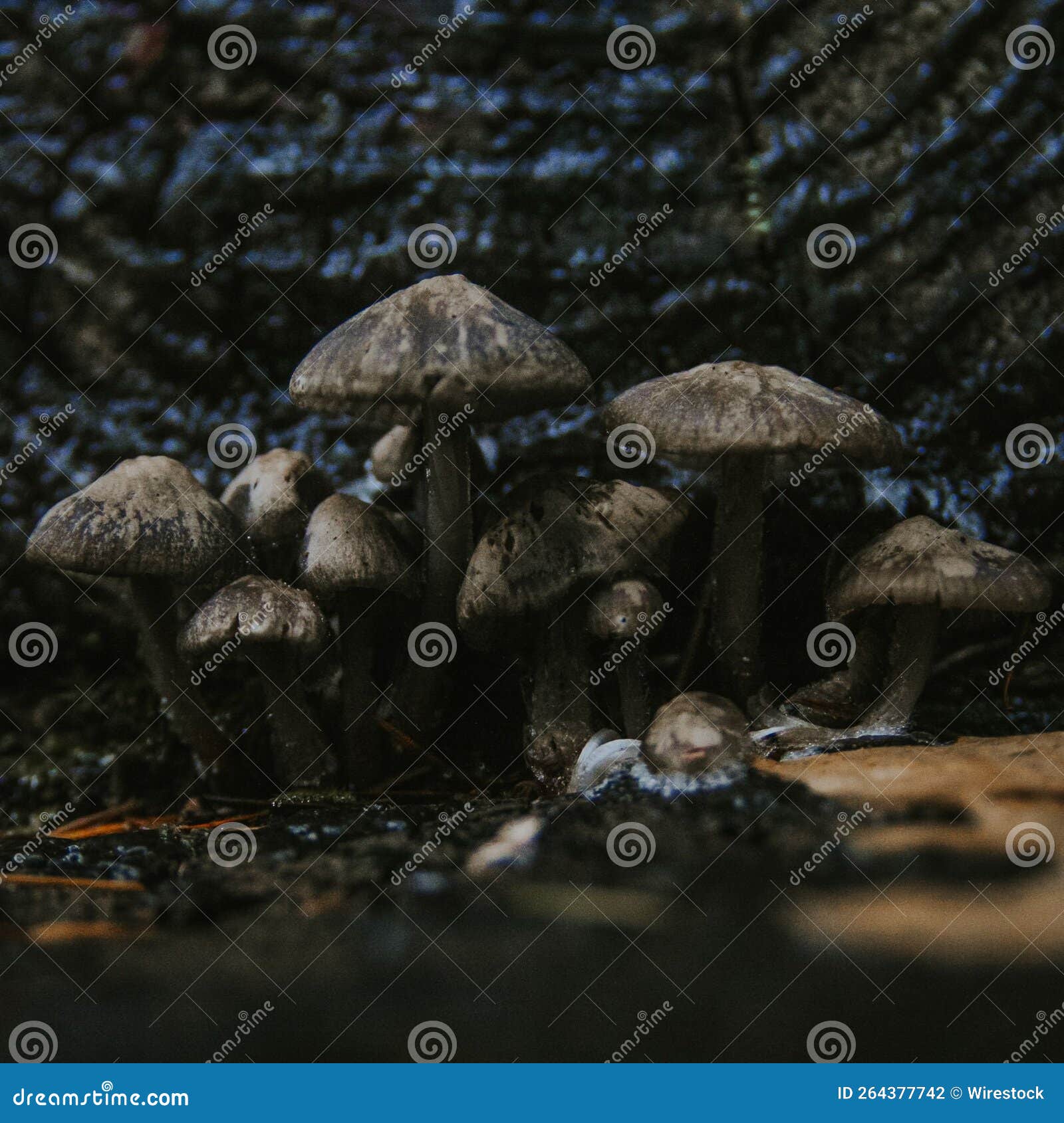 Beautiful View of Mushrooms in the Forest. Stock Photo - Image of brown ...
