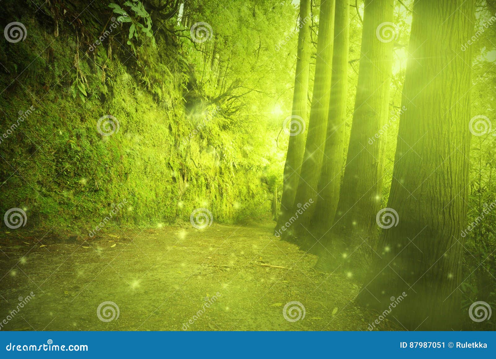 Beautiful View in a Mysterious Forest with Fairytale Light Stock Image ...