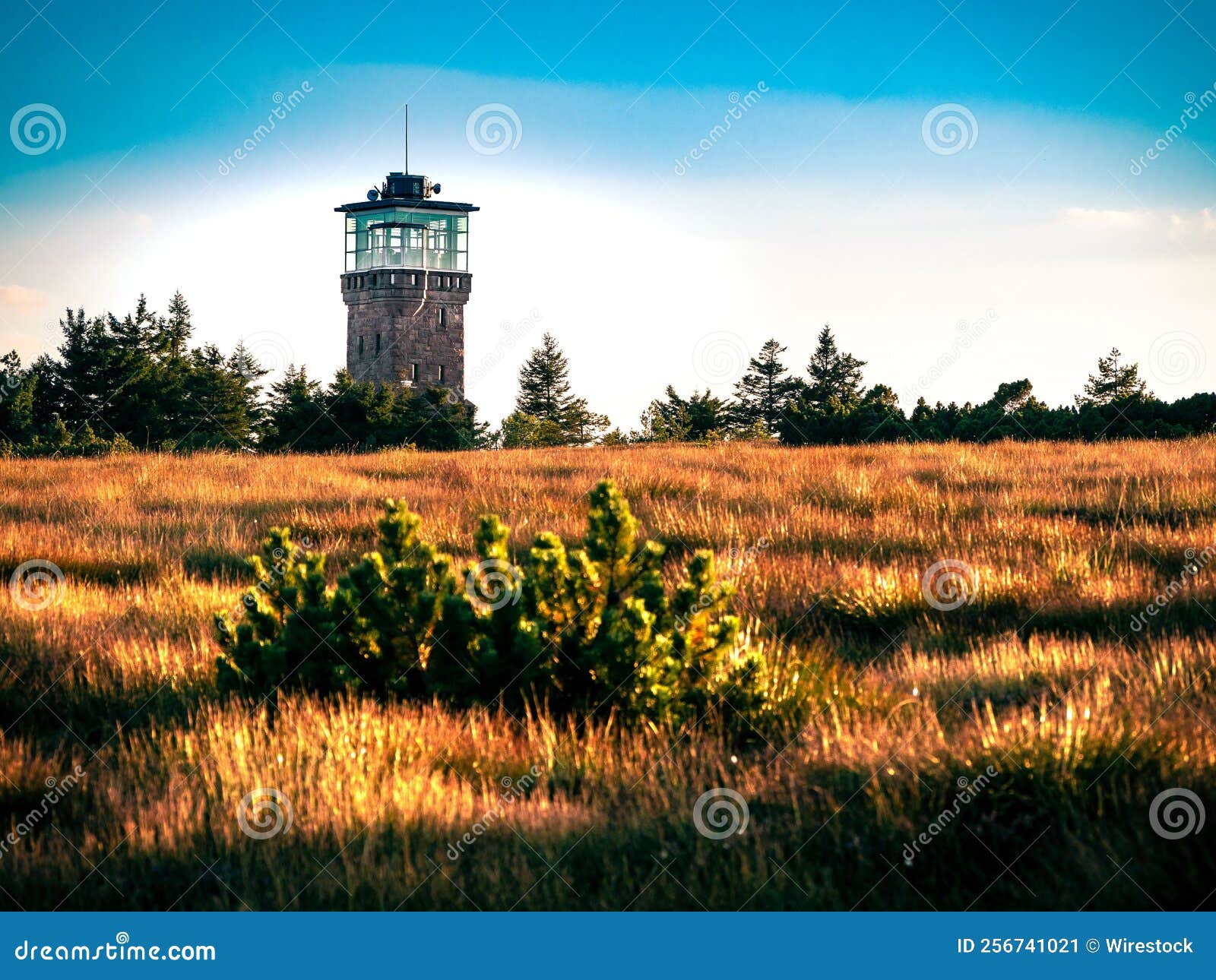 Beautiful View of an Observation Deck with Trees in a Field during ...