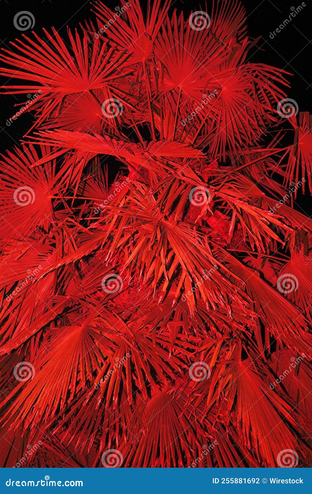 Beautiful View of Palm Tree Branches with a Red Light Effect Stock ...