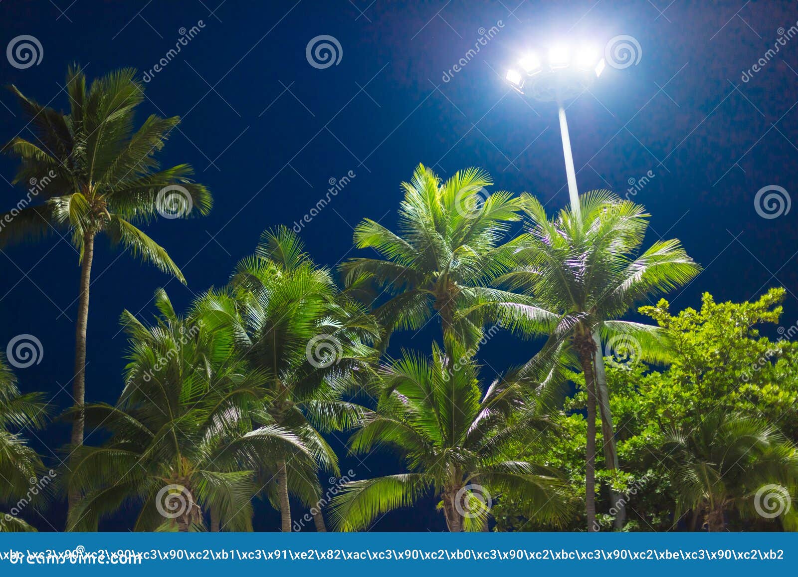 Beautiful View of Palm Trees in the Evening Under Lamp Light Stock ...