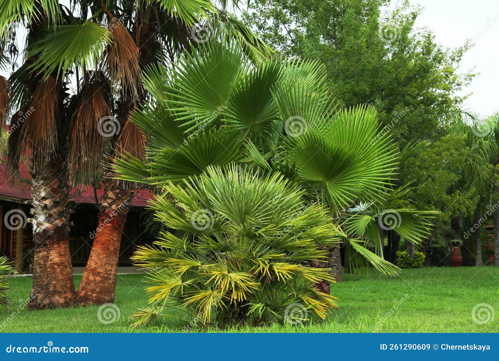 Beautiful View of Palm Trees and Other Plants Outdoors Stock Image ...