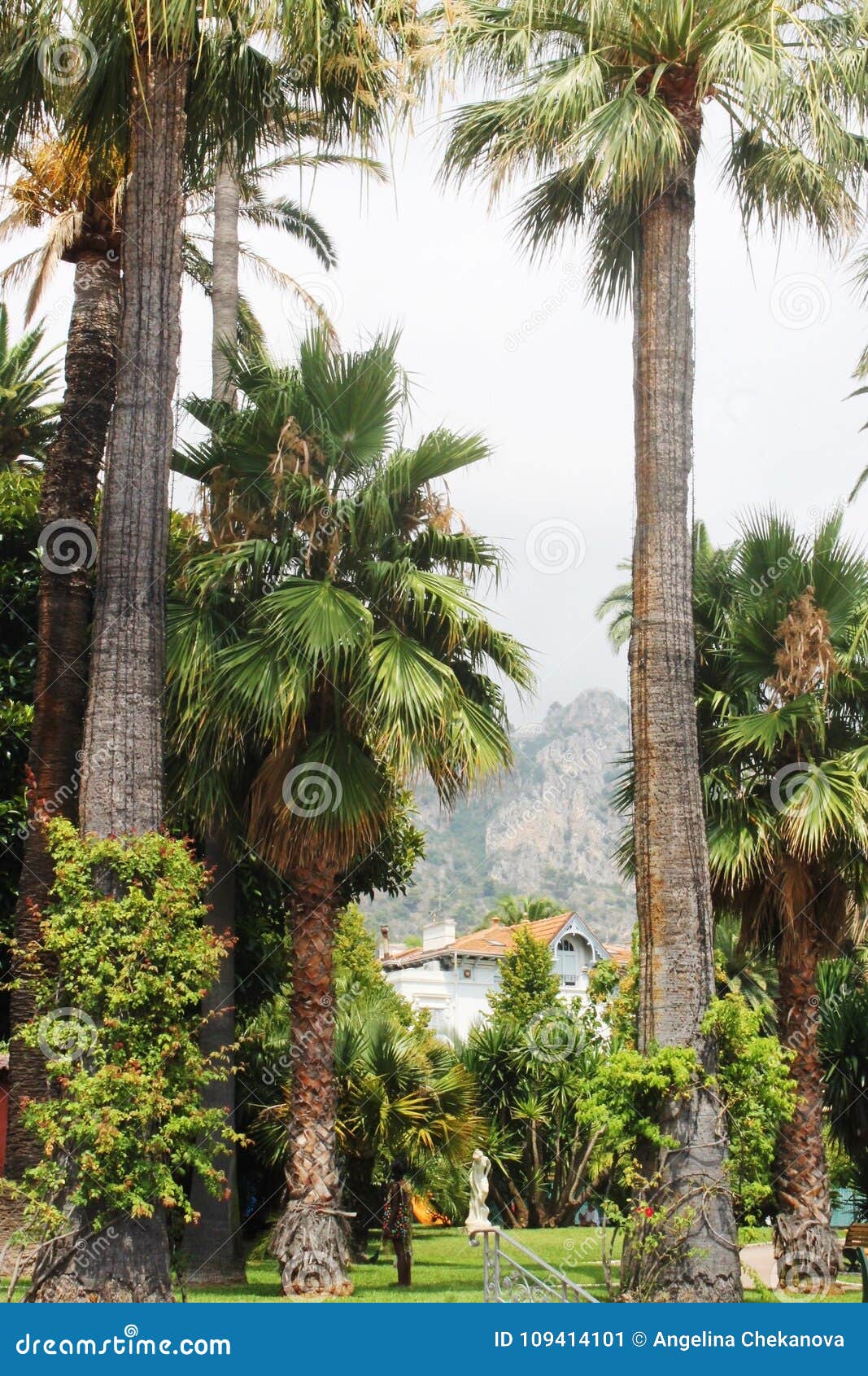 Beautiful View of Palm Trees in the Park Monaco Stock Image - Image of ...