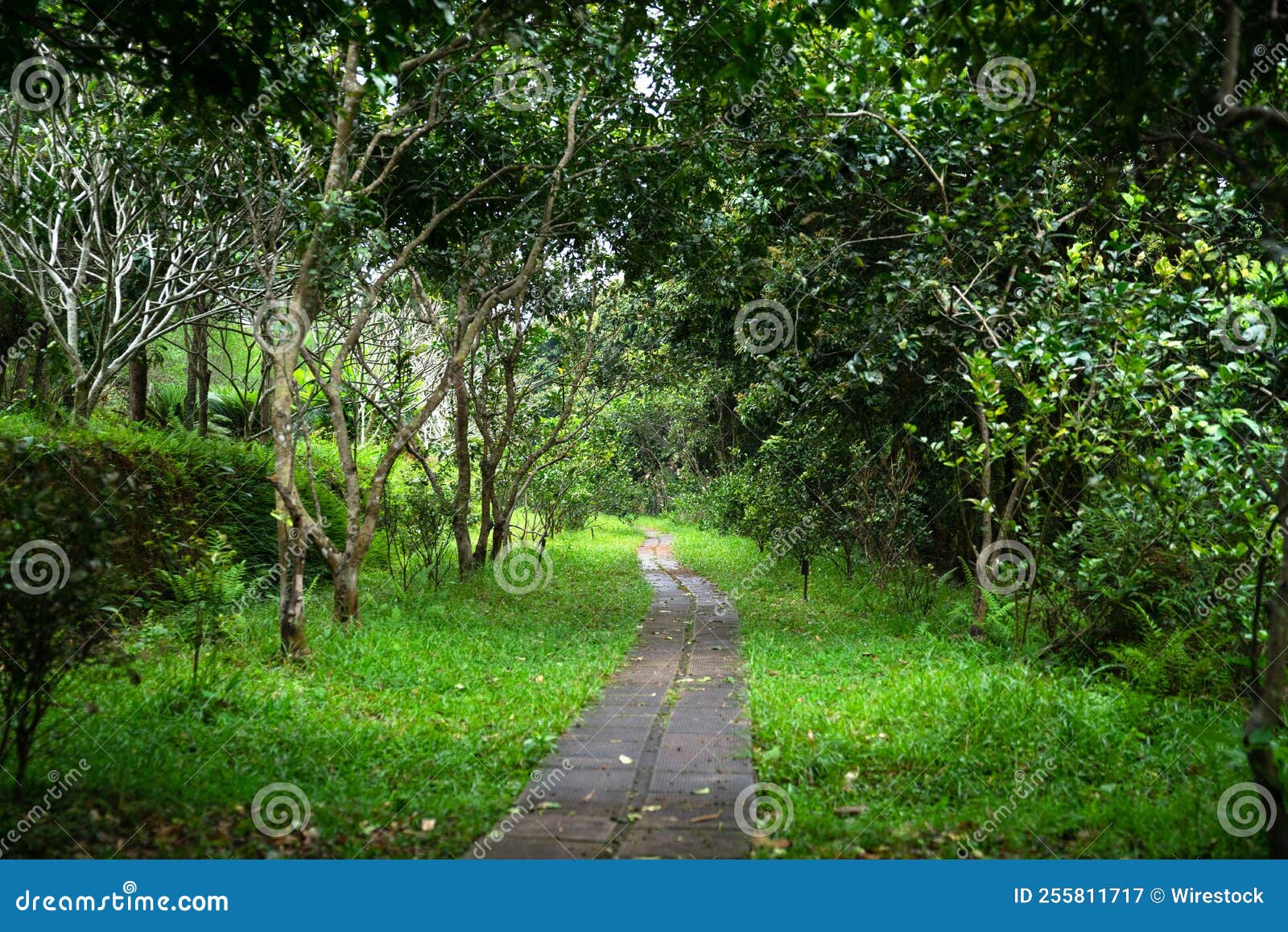 Beautiful View of a Park with Big Trees and Path Passing through it ...