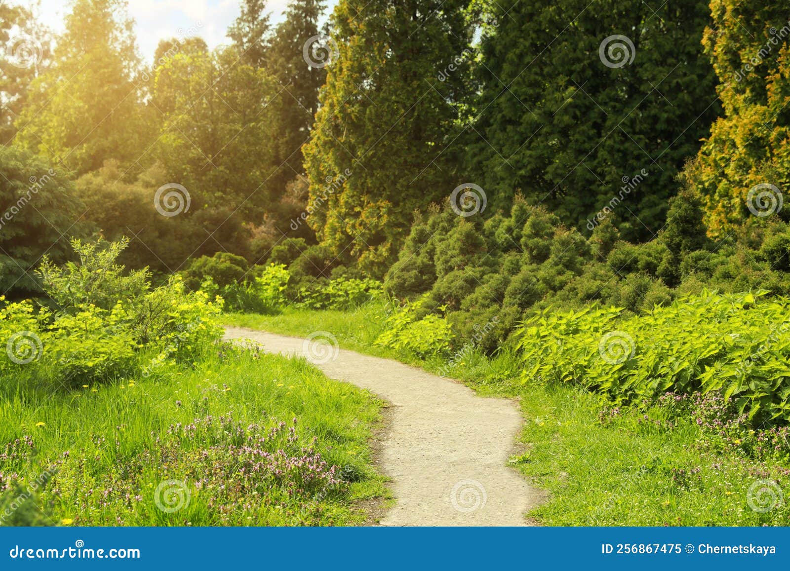 Beautiful View of Park with Trees and Green Grass Stock Image - Image ...