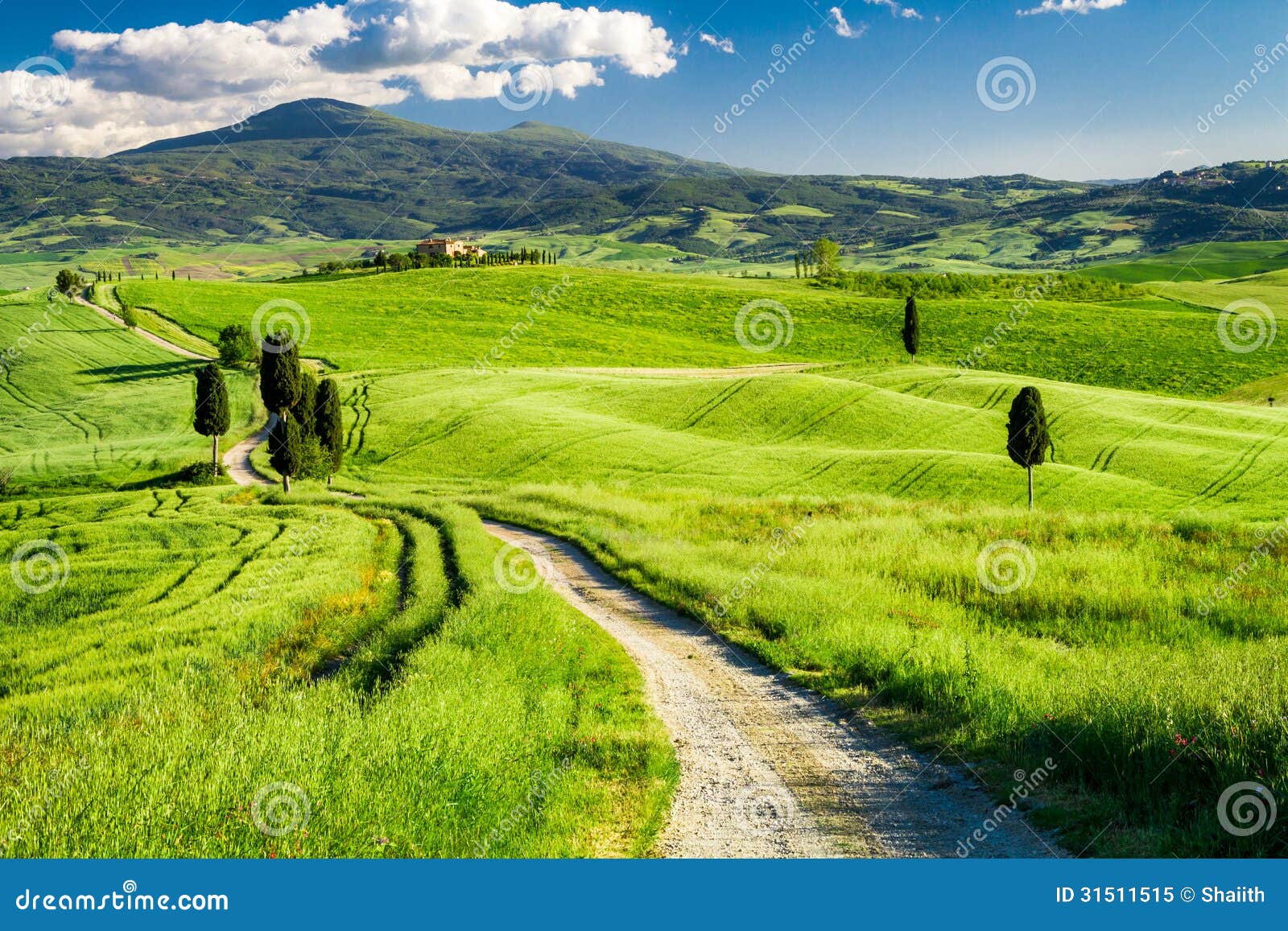 Beautiful View of the Path between the Fields in Tuscany Stock Image ...