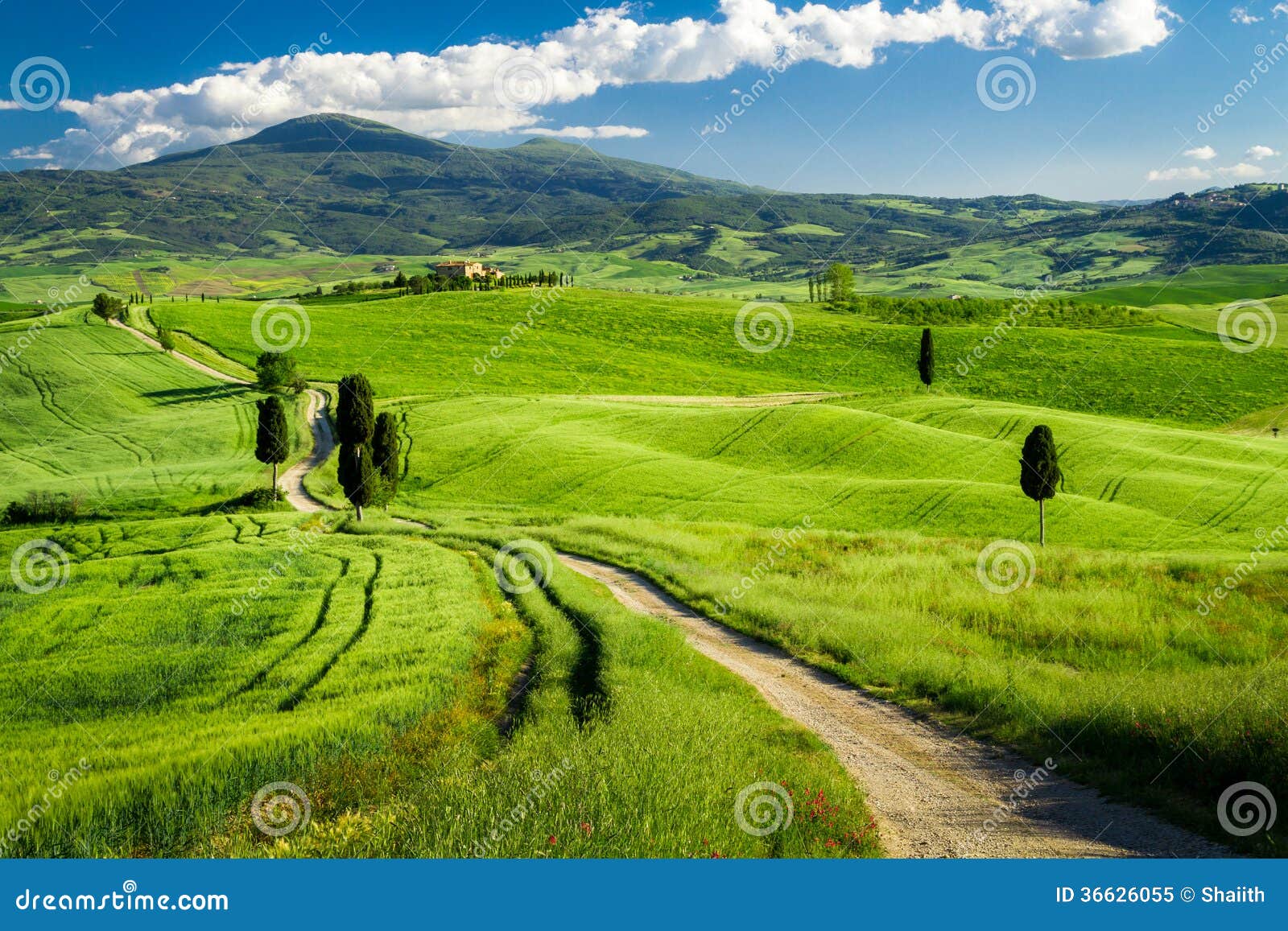 Beautiful View of the Path between the Fields in Tuscany Stock Image ...