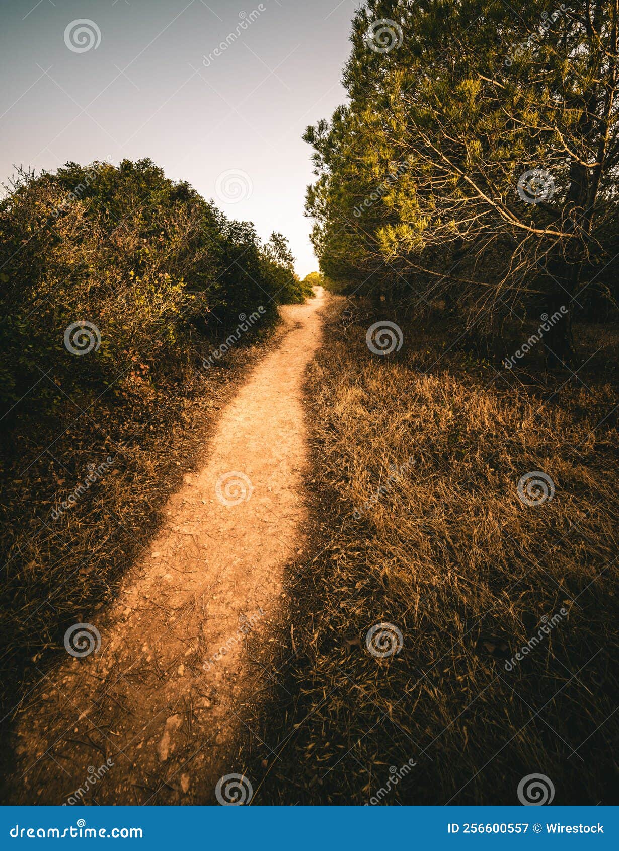 Beautiful View of a Path through the Forest. Stock Image - Image of ...