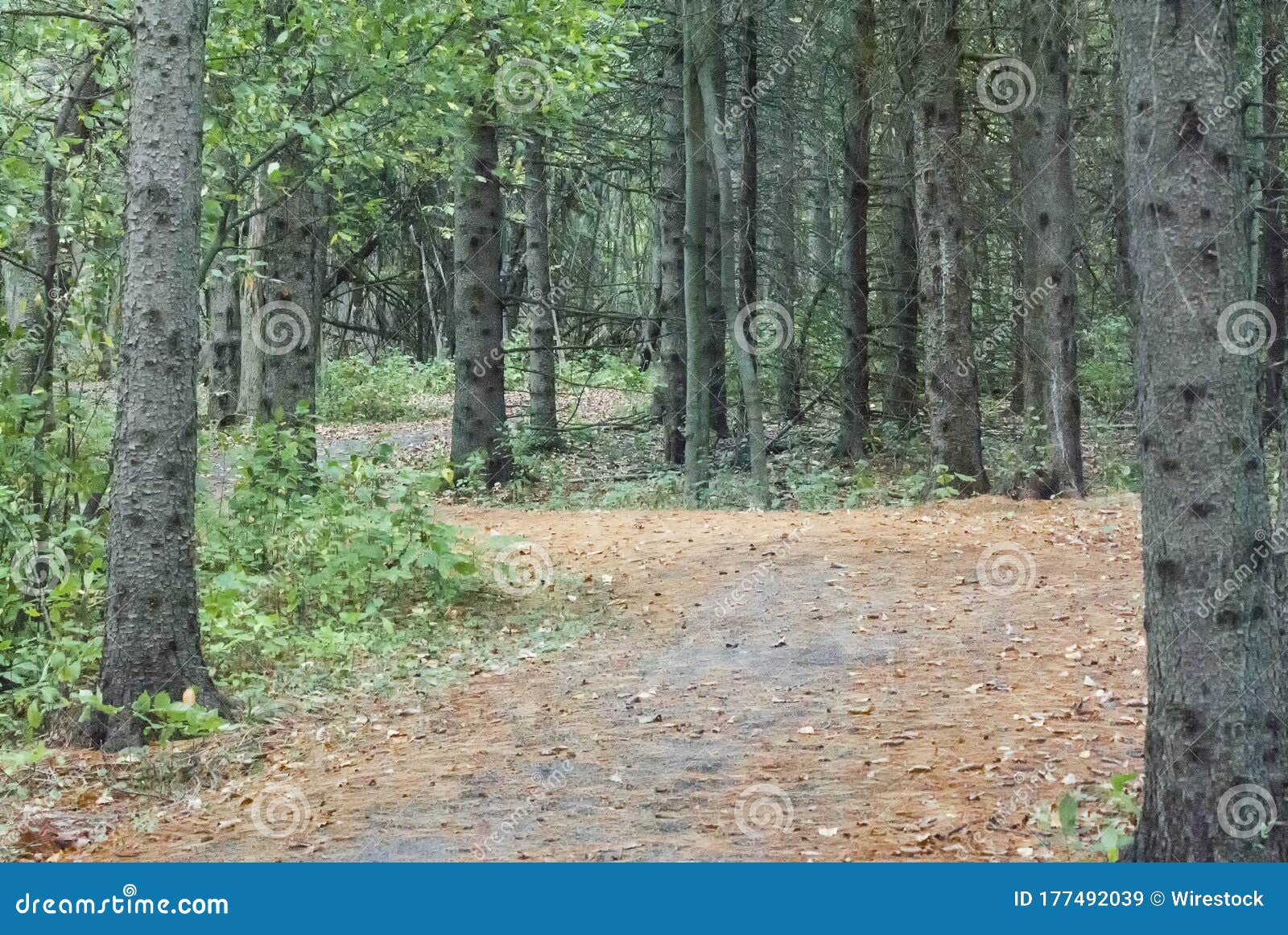 Beautiful View of the Path in the Forest in Ontario, Canada Stock Image ...