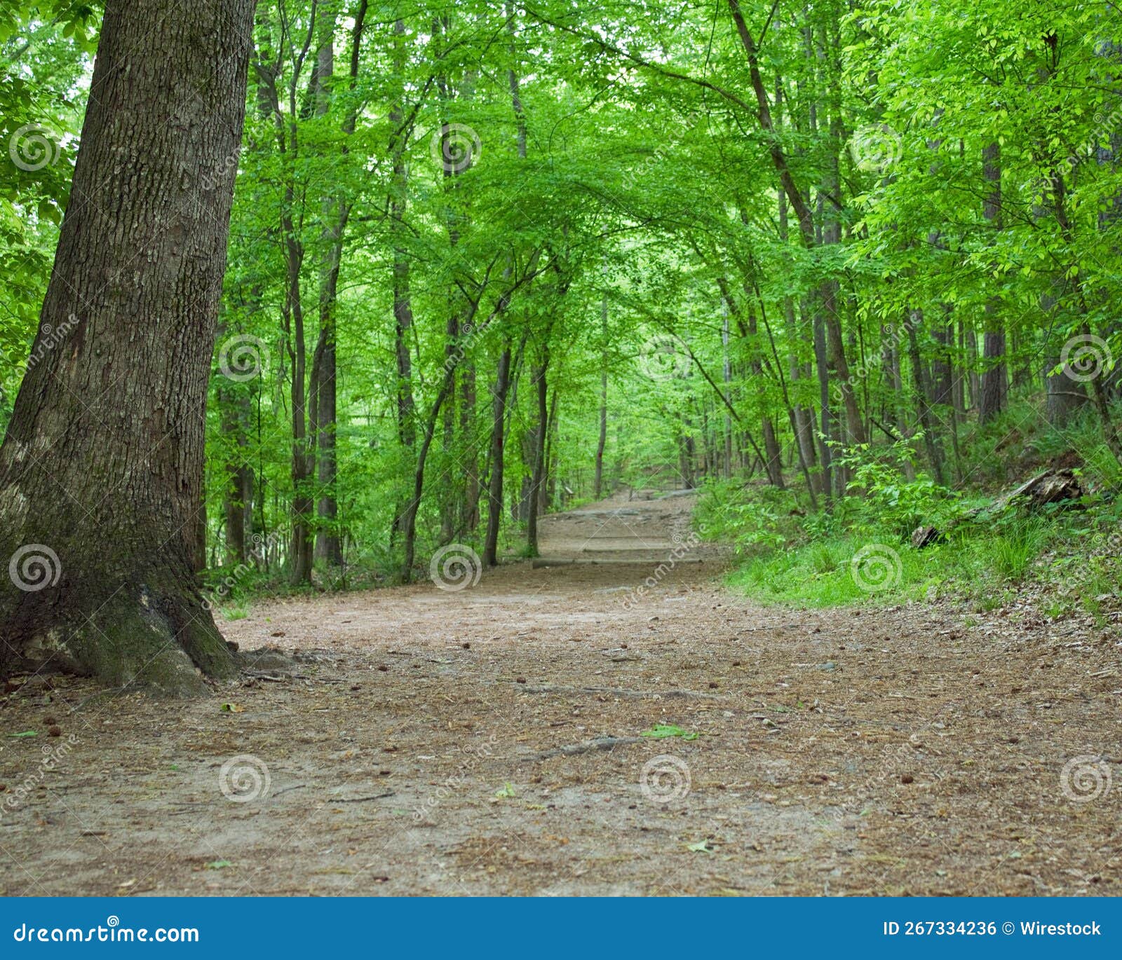 Beautiful View of a Pathway in the Forest Stock Photo - Image of nature ...