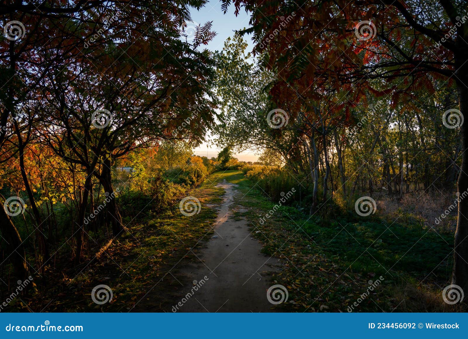 Beautiful View of a Pathway in a Forest Surrounded by Autumn Trees ...