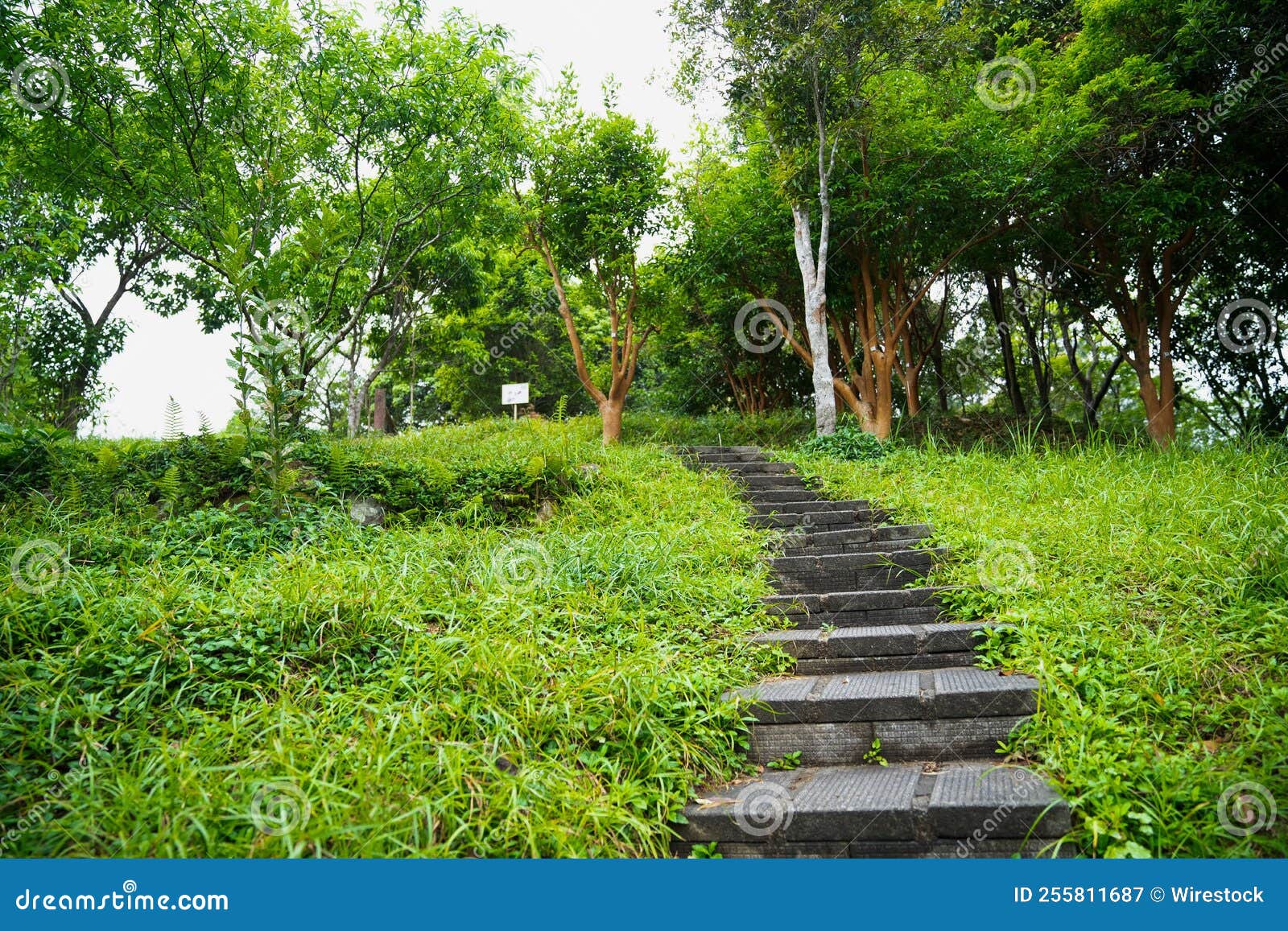 Beautiful View of Pathway with Stairs Surrounded by Grass and Trees in ...