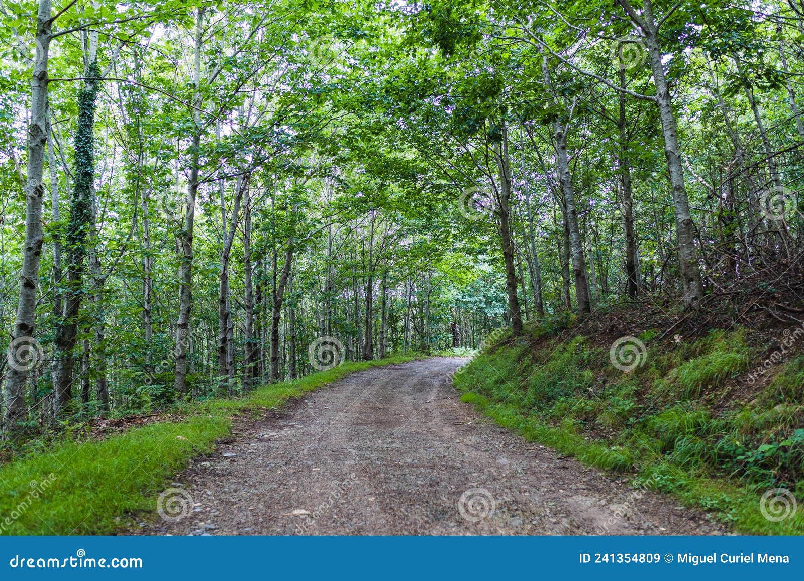 Beautiful View of a Pathway Surrounded by Trees and Plants Stock Image ...