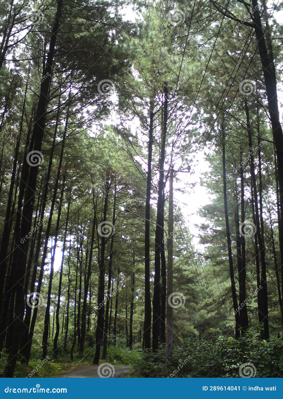 Pine Forest at Mount Pancar Sentul, West Java Stock Image - Image of ...
